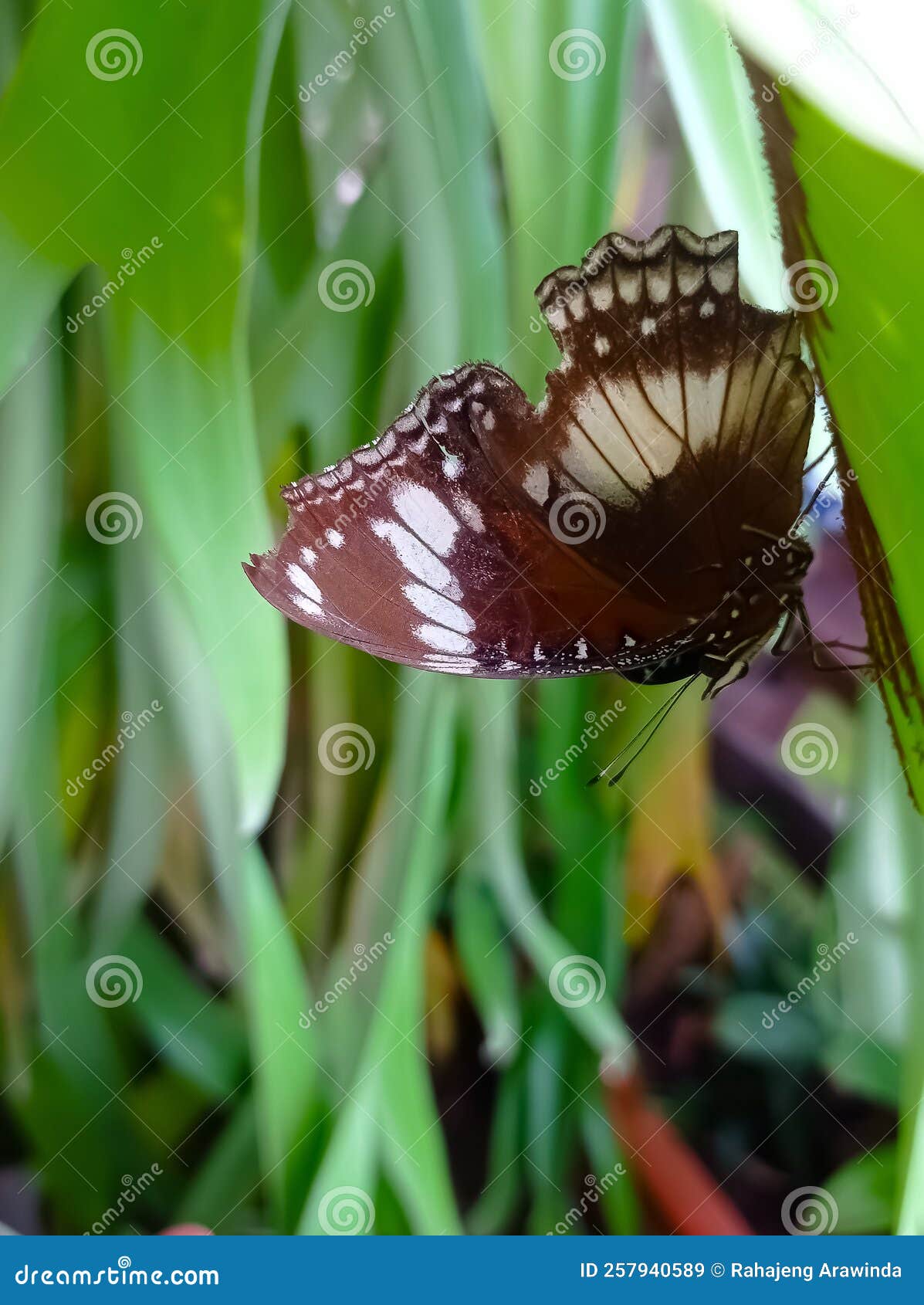 Butterfly Great Eggfly, Hypolimnas Anomala Stock Image - Image of ...