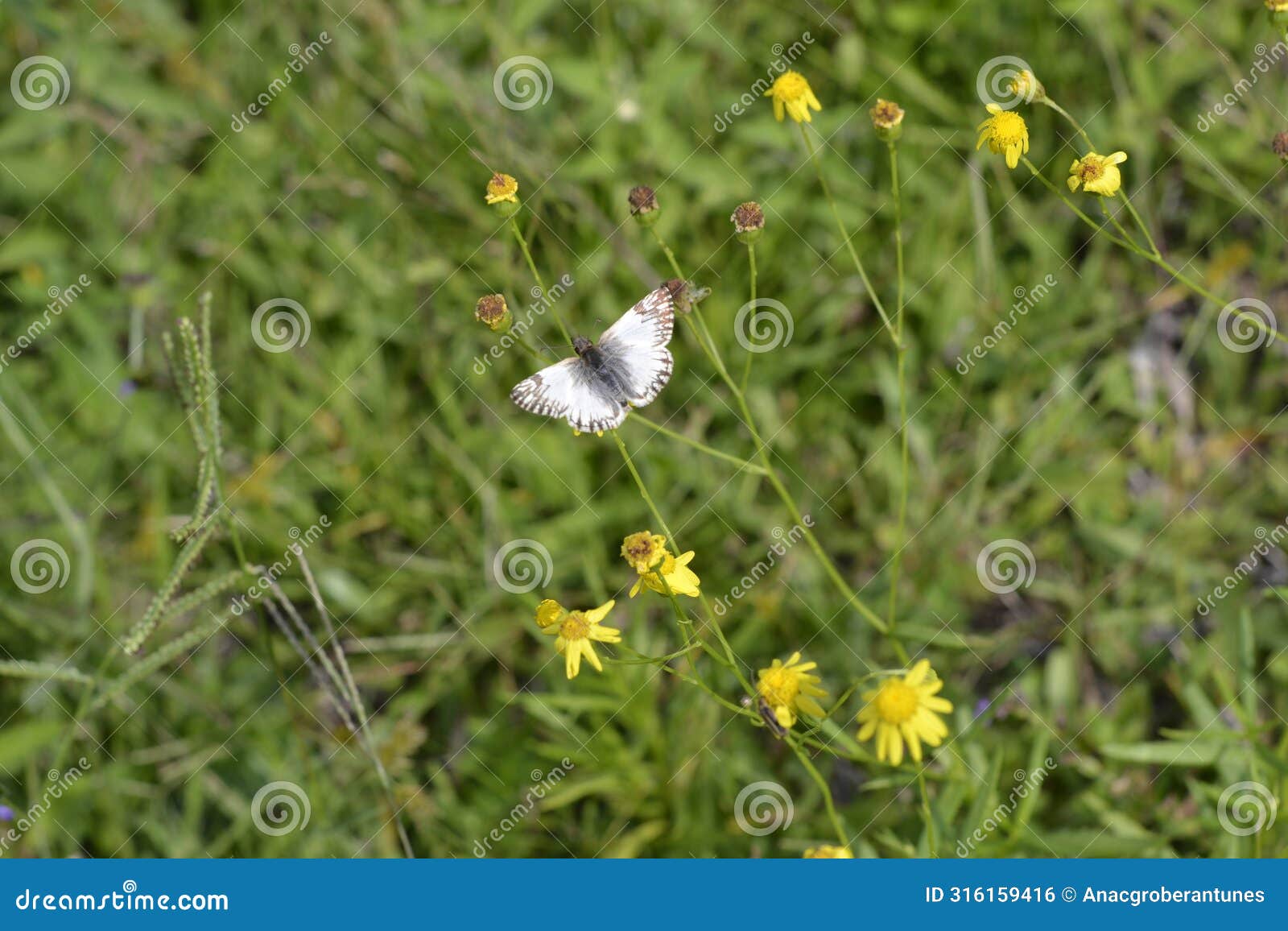 BUTTERFLY - Green - FLOWERS Stock Photo - Image of butterfly, green ...