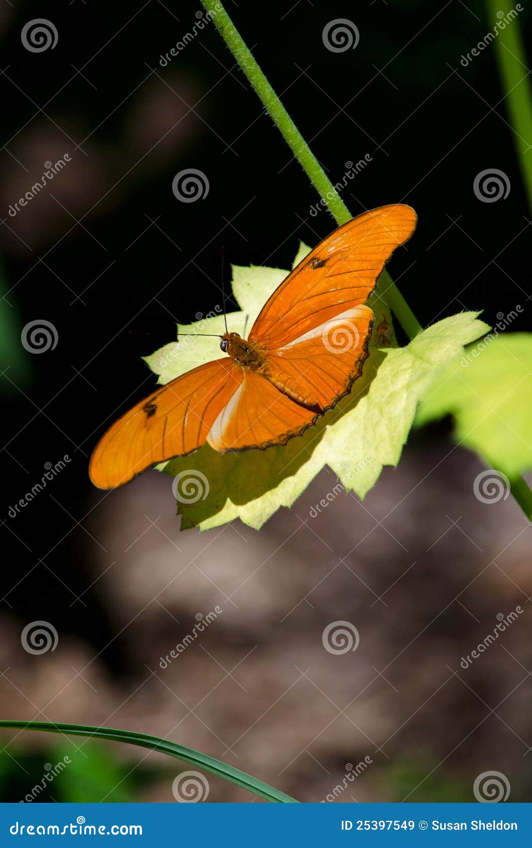 Butterfly Green and gold stock image. Image of diaphanous - 25397549