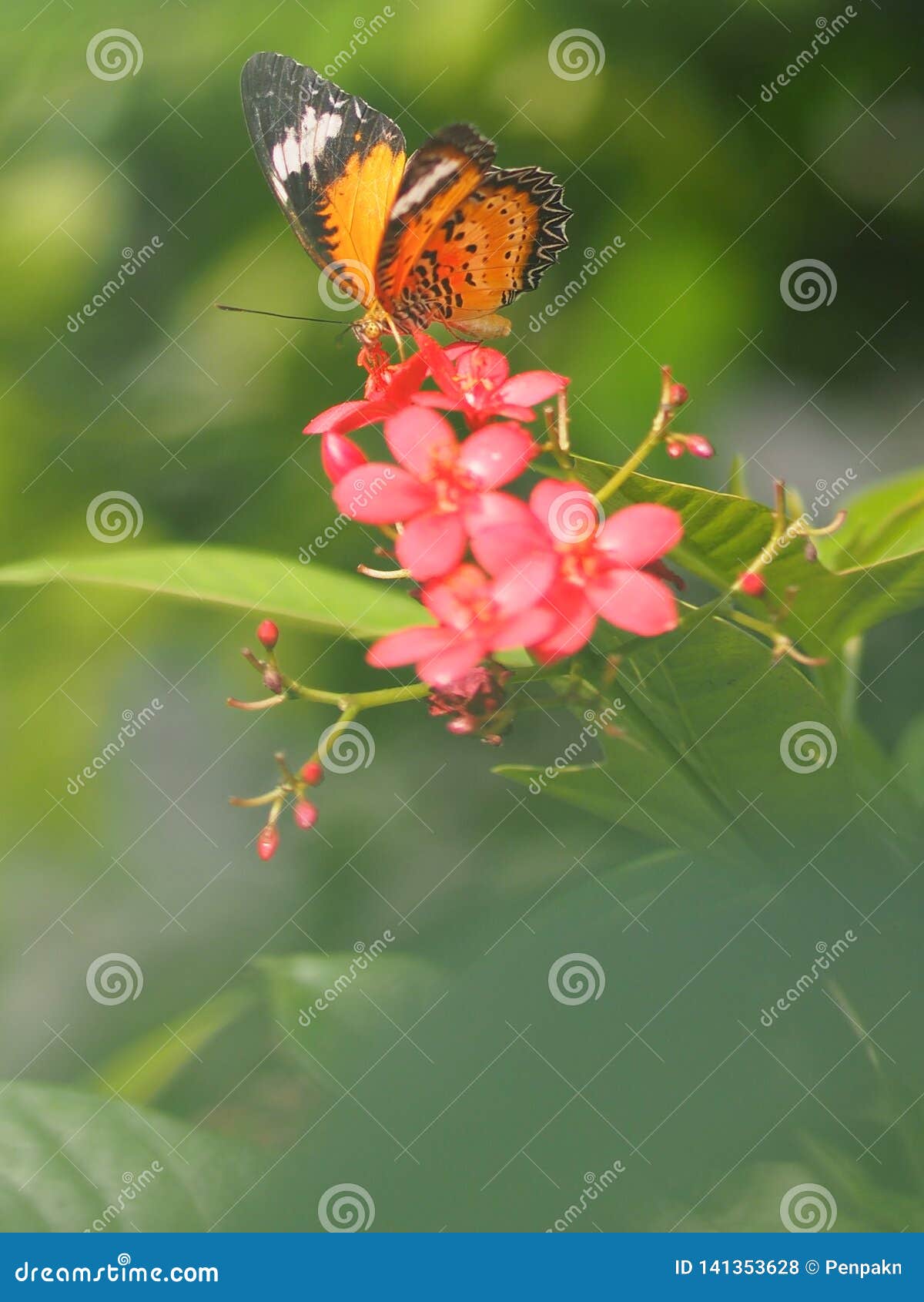 Butterfly On The Green Leaves Blur Nature Background Environment Garden