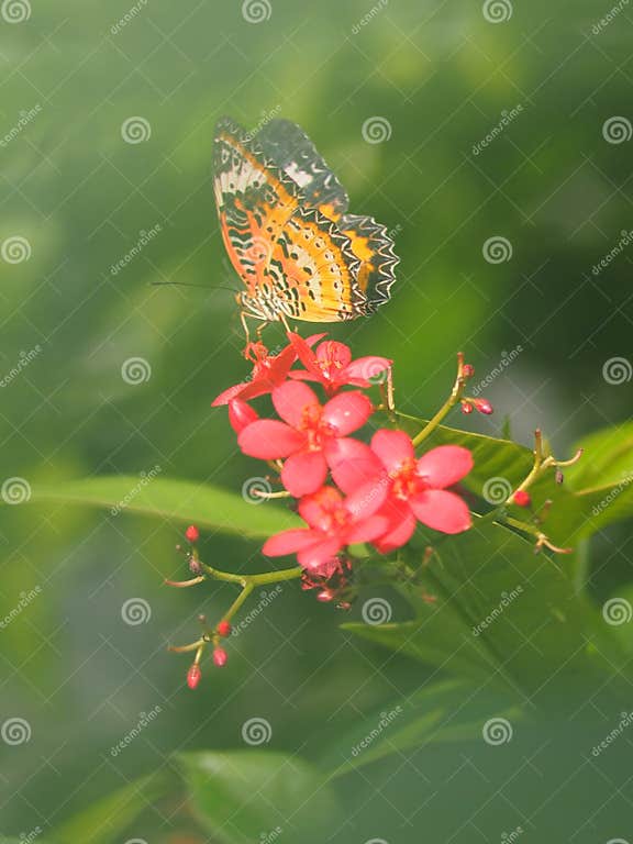 Butterfly On The Green Leaves Blur Nature Background Stock Image