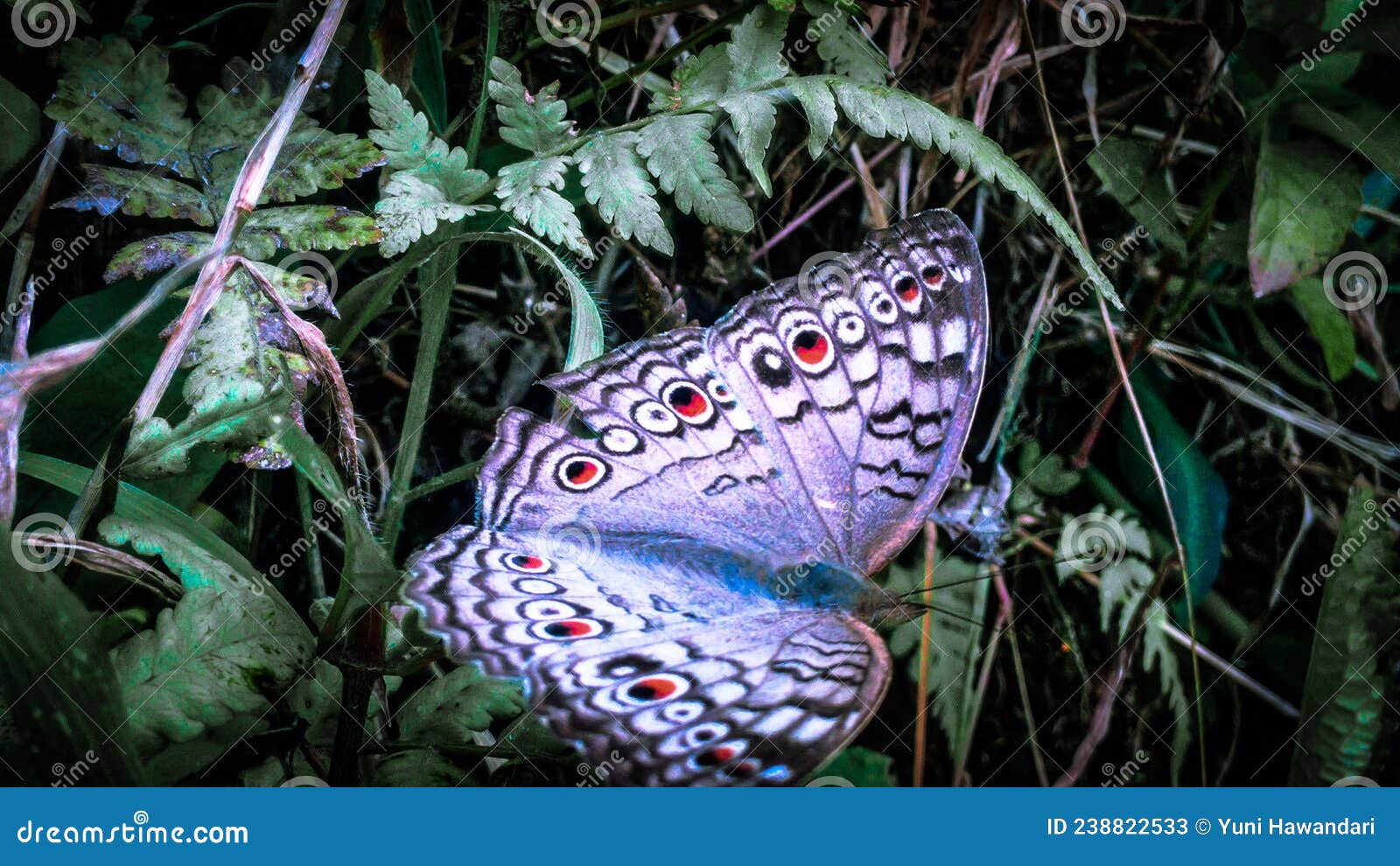 Butterfly on the Green Plan Stock Image - Image of animal, plan: 238822533