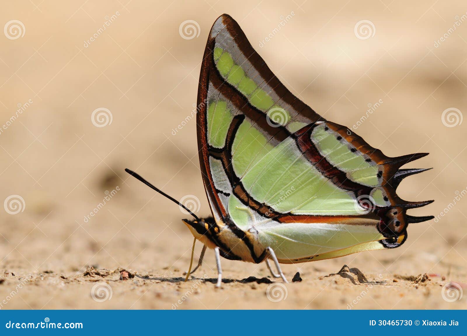 Butterfly Ground Polyura Narcaea Stock Photos - Free & Royalty-Free ...