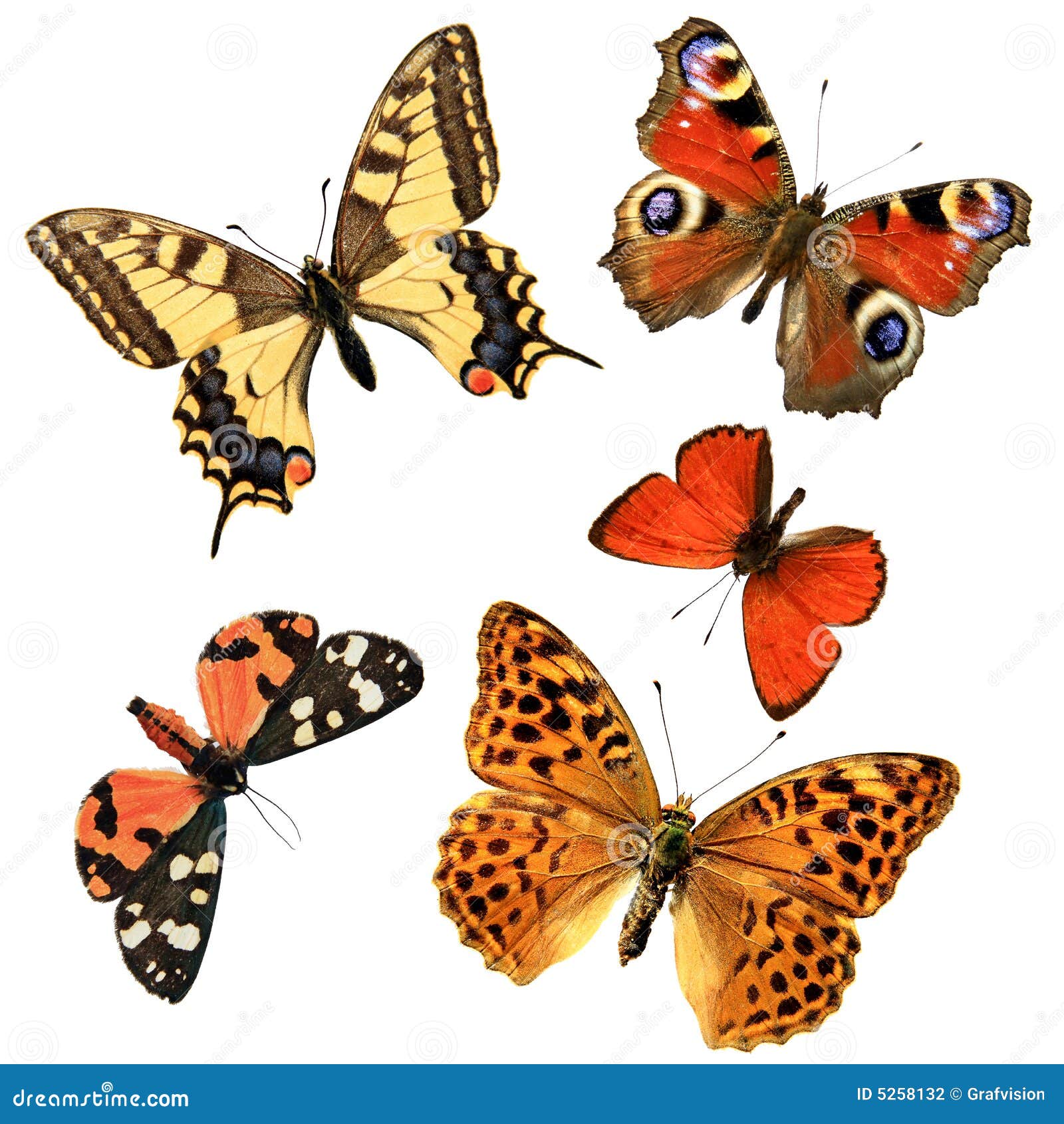 Butterfly group stock photo. Image of background, europe - 5258132