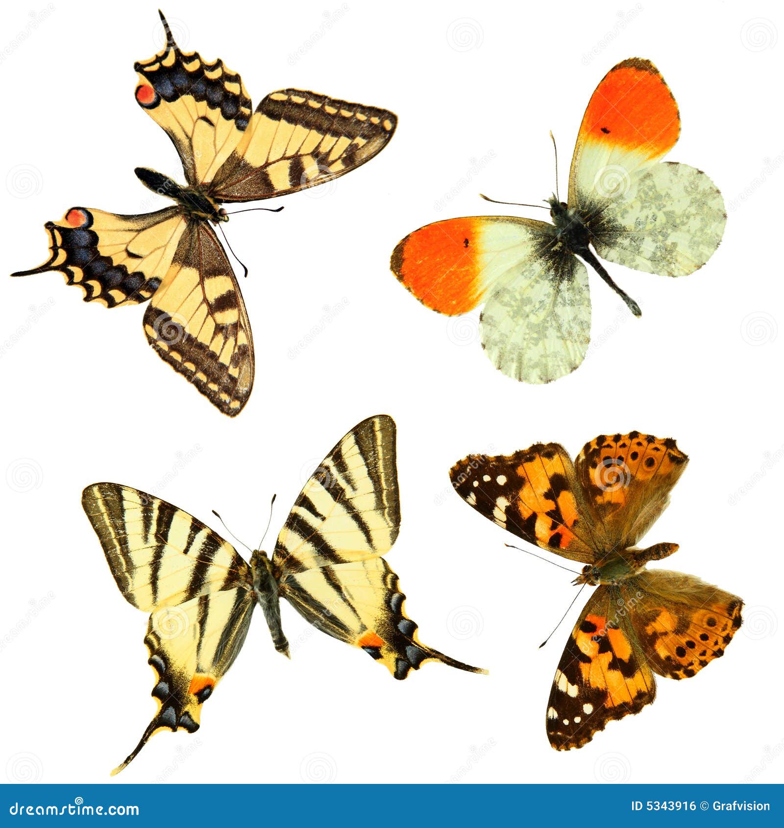 Butterfly group stock illustration. Illustration of insect - 5343916