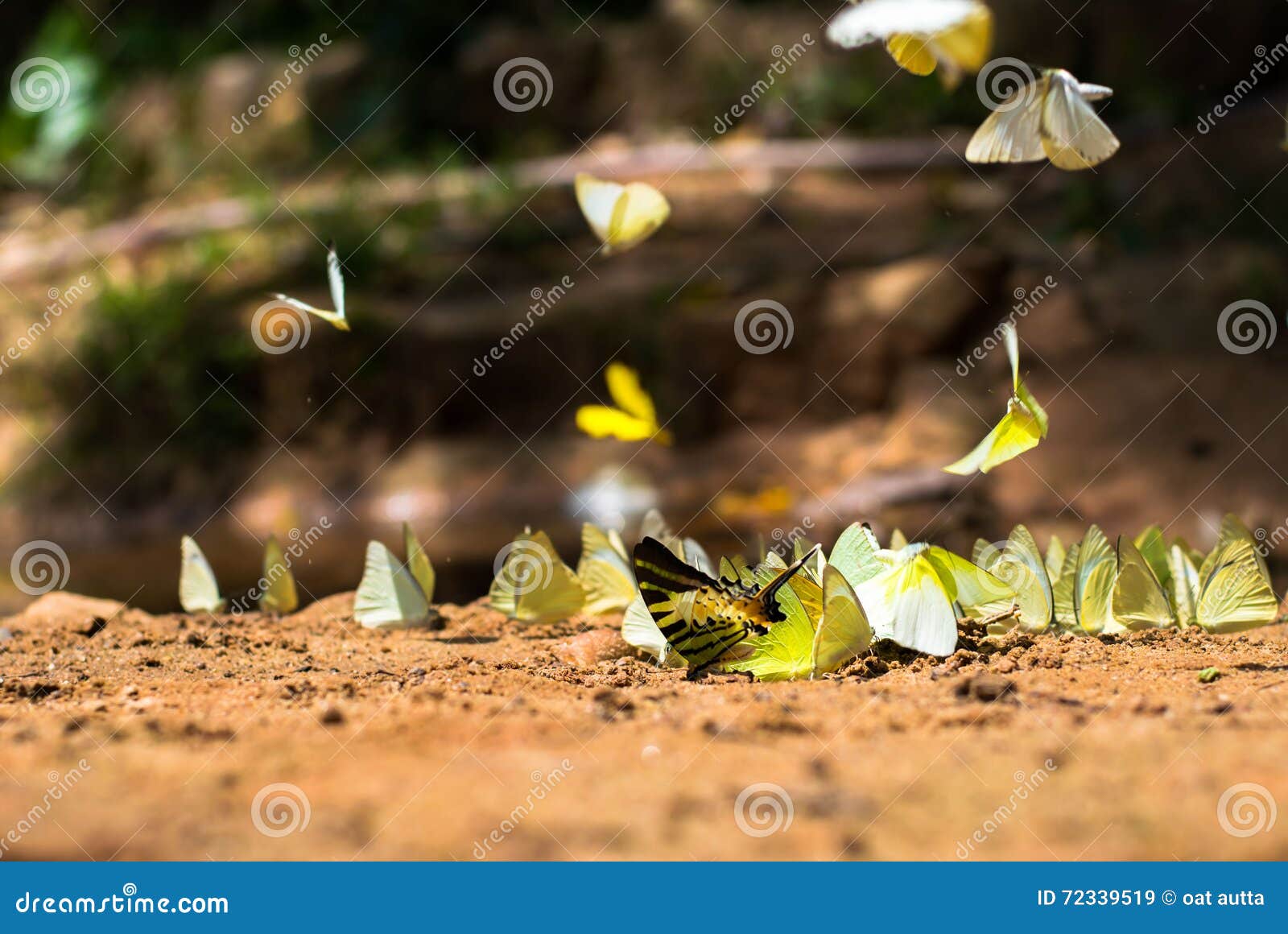 Butterfly Group on the Ground Stock Image - Image of color, animal ...