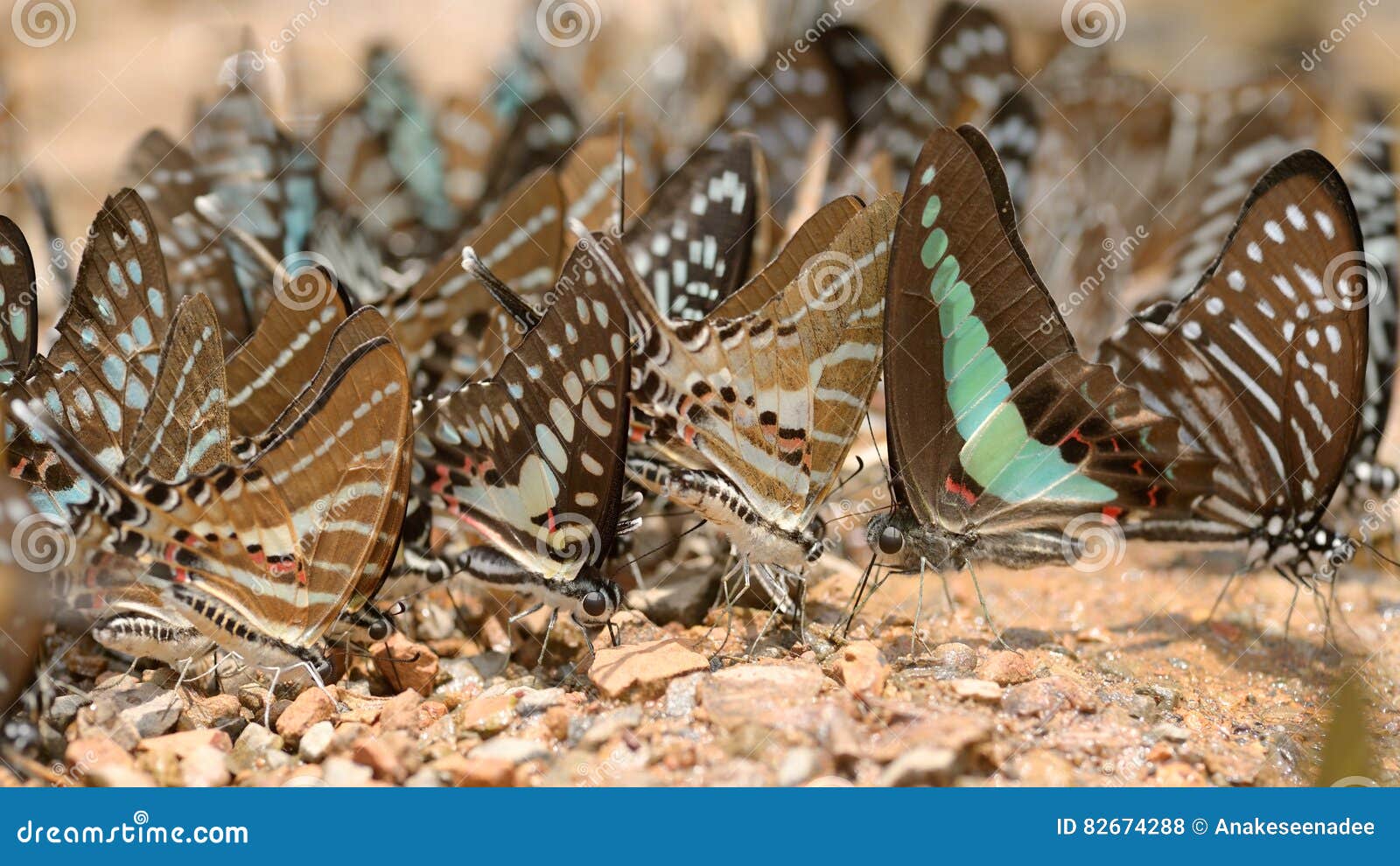 Butterfly group stock photo. Image of green, butterfly - 82674288