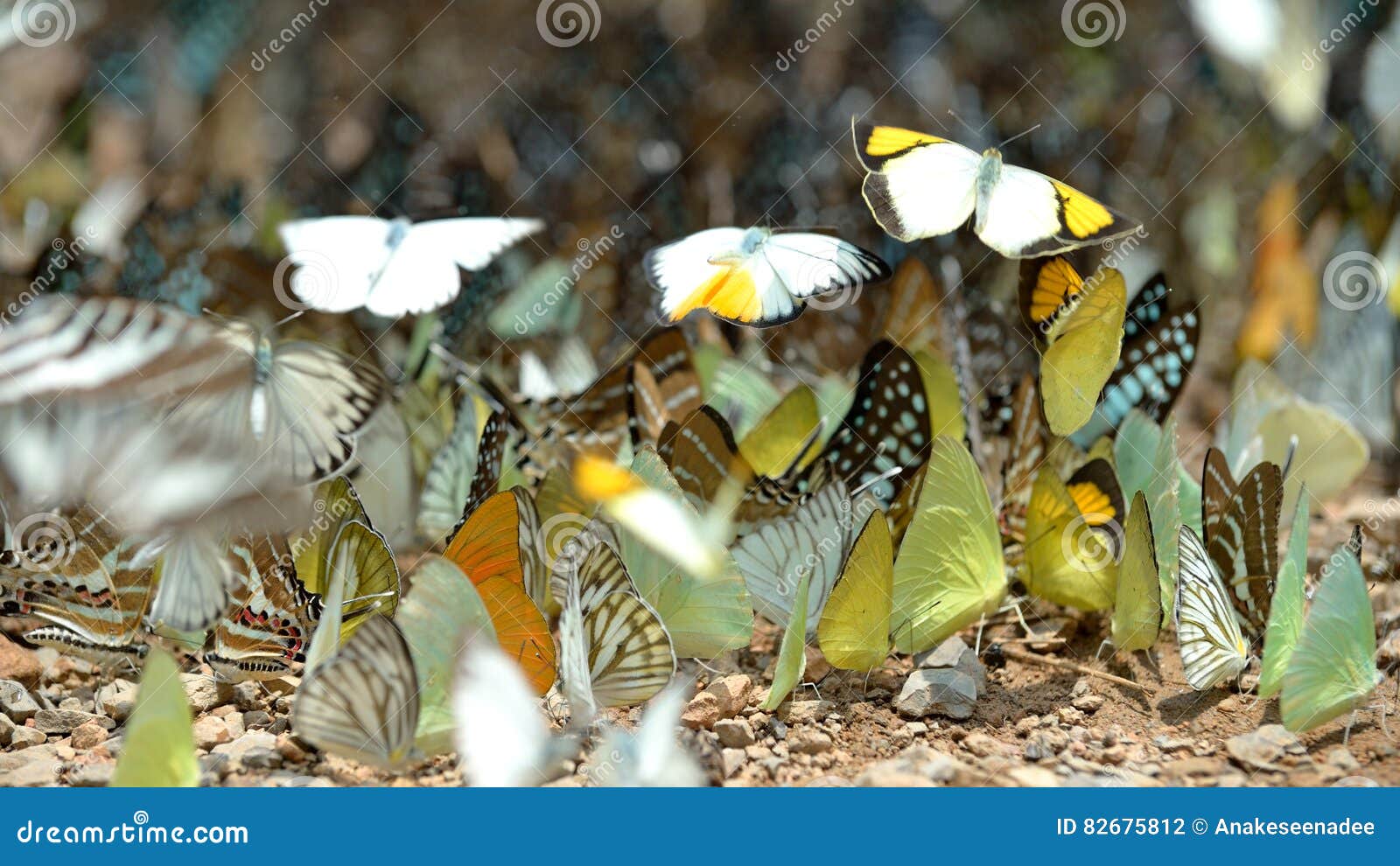 Butterfly group stock photo. Image of white, flying, ground - 82675812