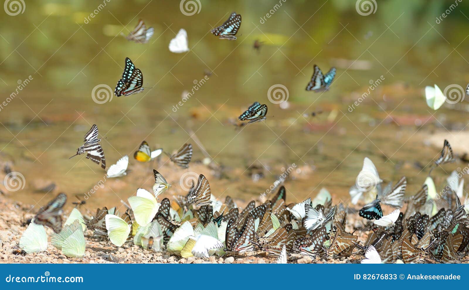 Butterfly group stock image. Image of colorful, ground - 82676833
