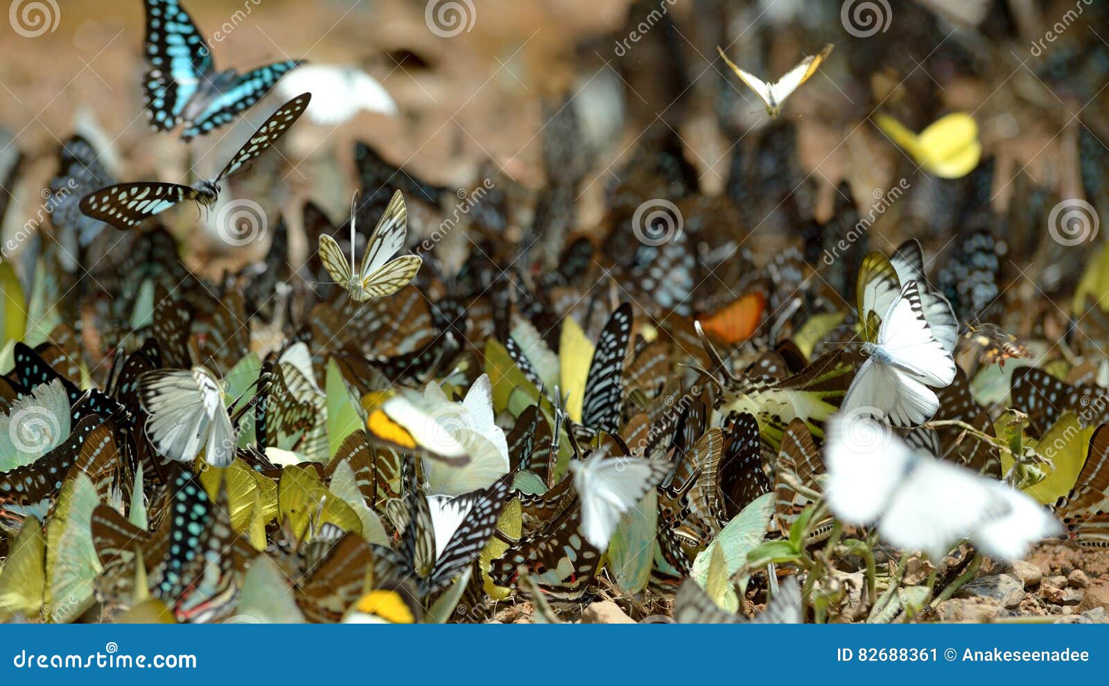 Butterfly group stock image. Image of colorful, butterfly - 82688361
