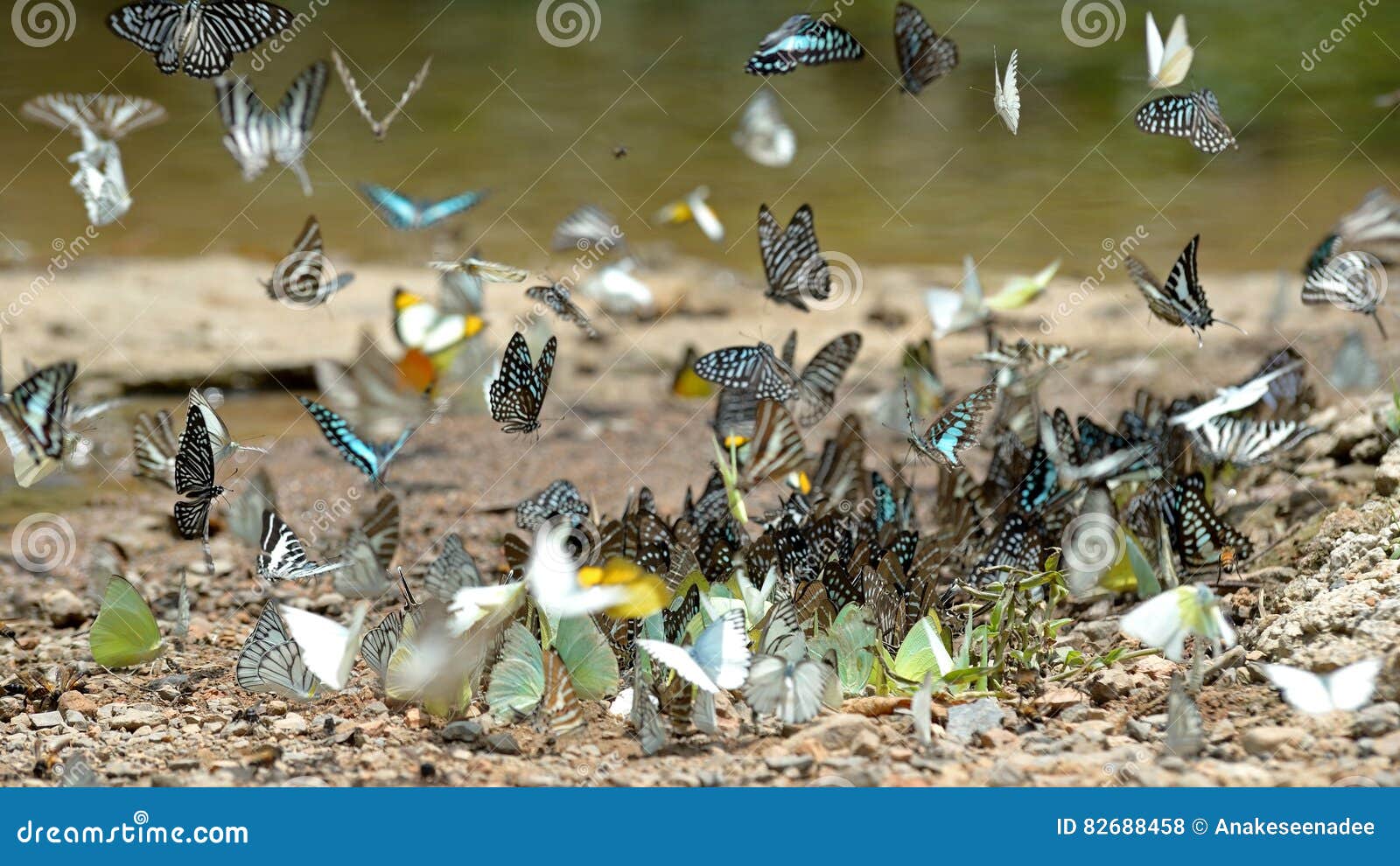 Butterfly group stock photo. Image of flying, diversity - 82688458