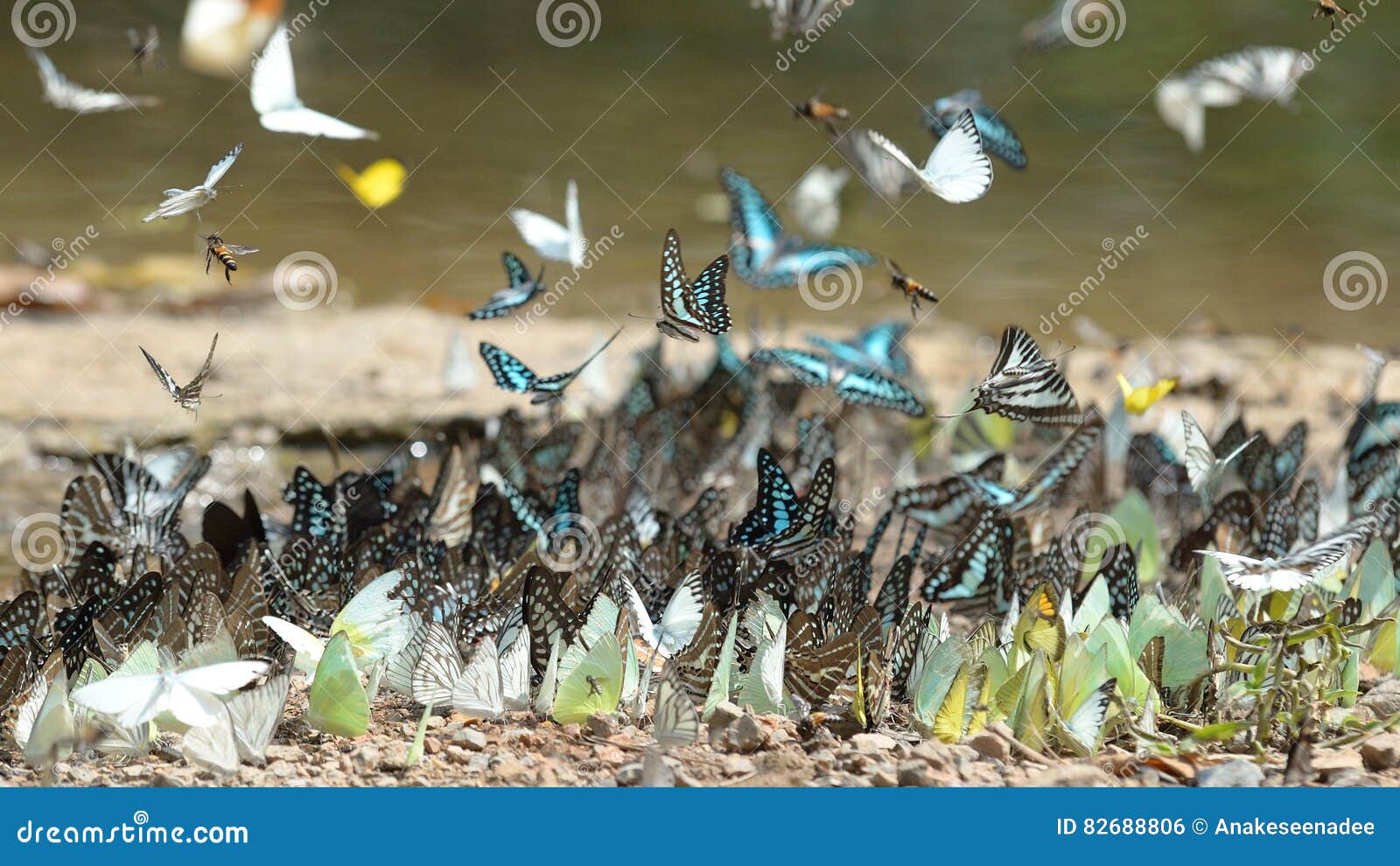 Butterfly group stock photo. Image of white, nature, blue - 82688806