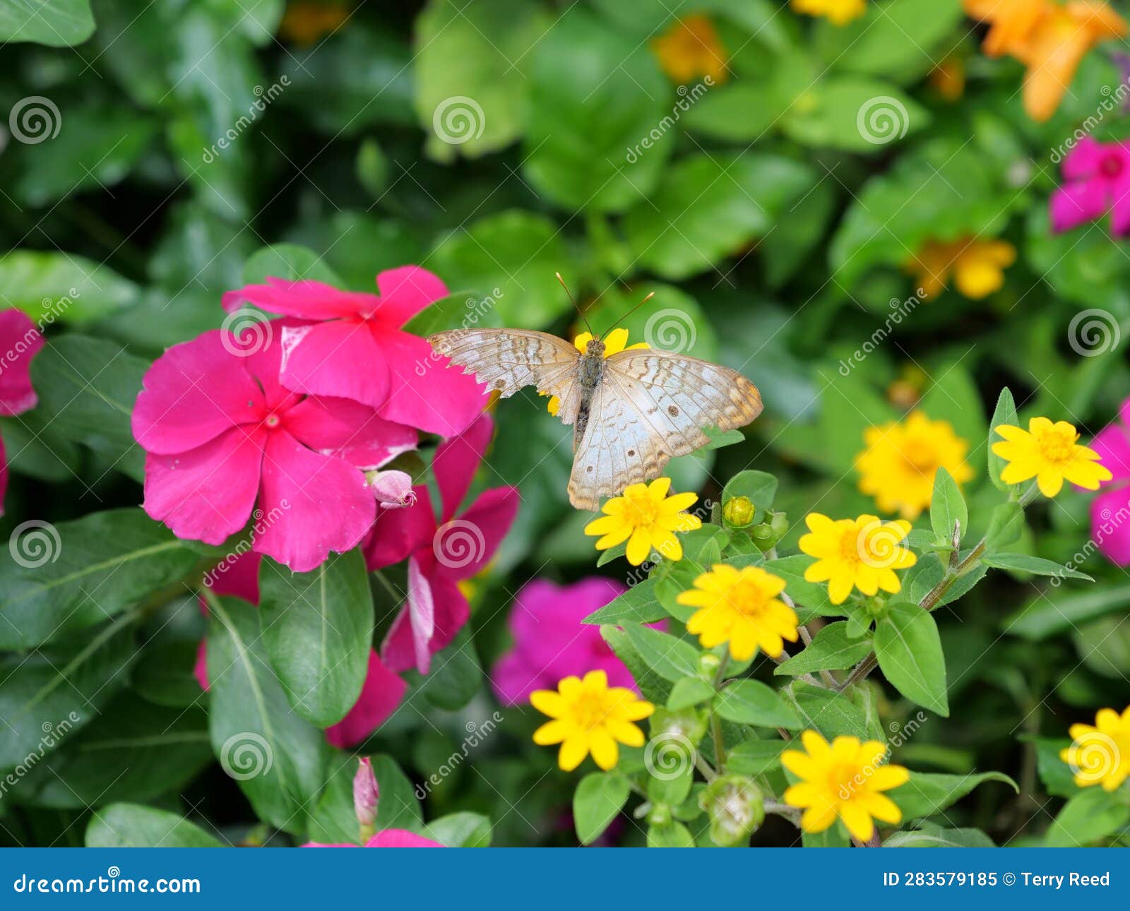 A Butterfly with Half of a Wing Missing Stock Image - Image of insect ...