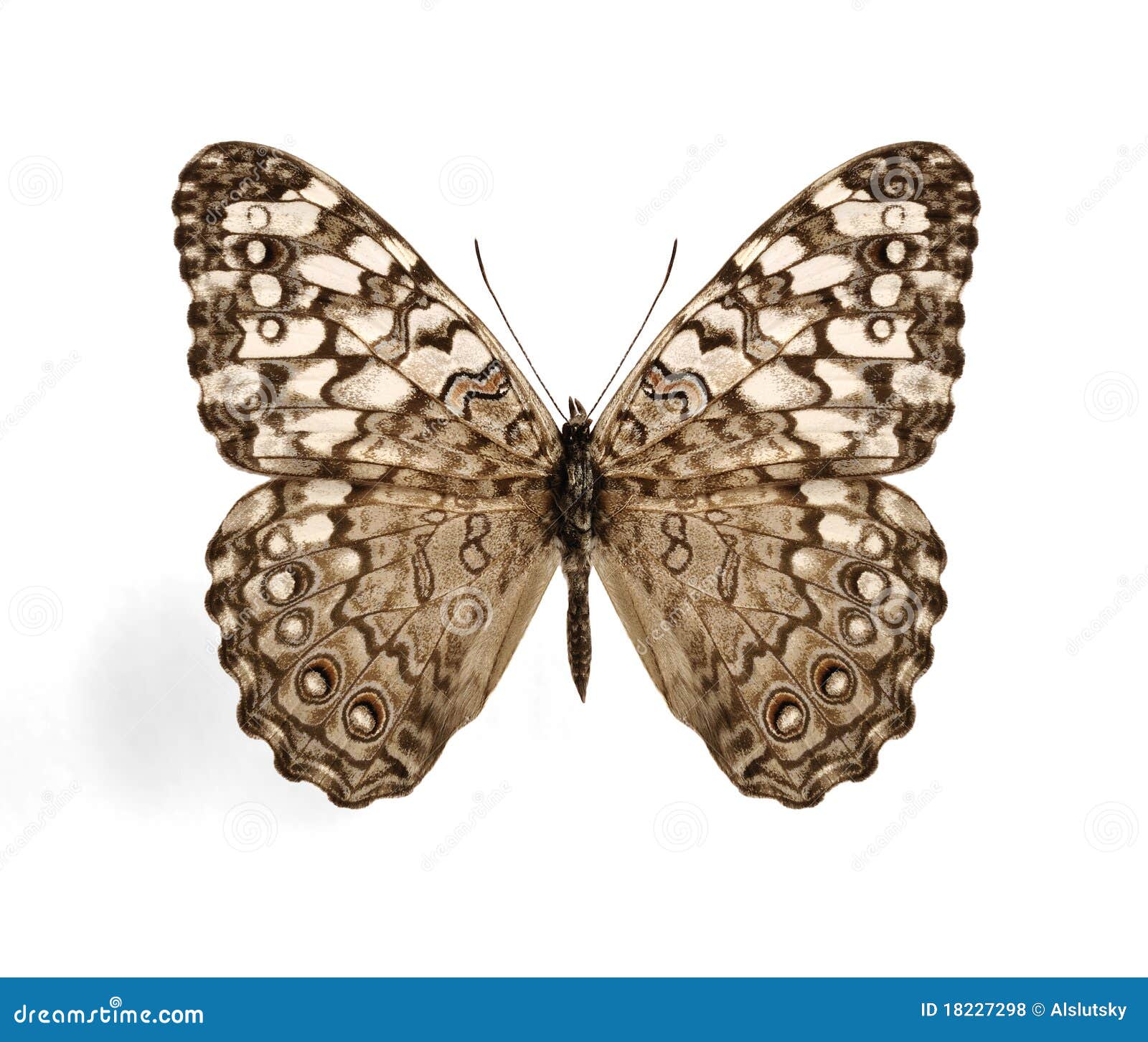 Hamadryas Februa, The Gray Cracker, Butterfly Sitting On The Green ...