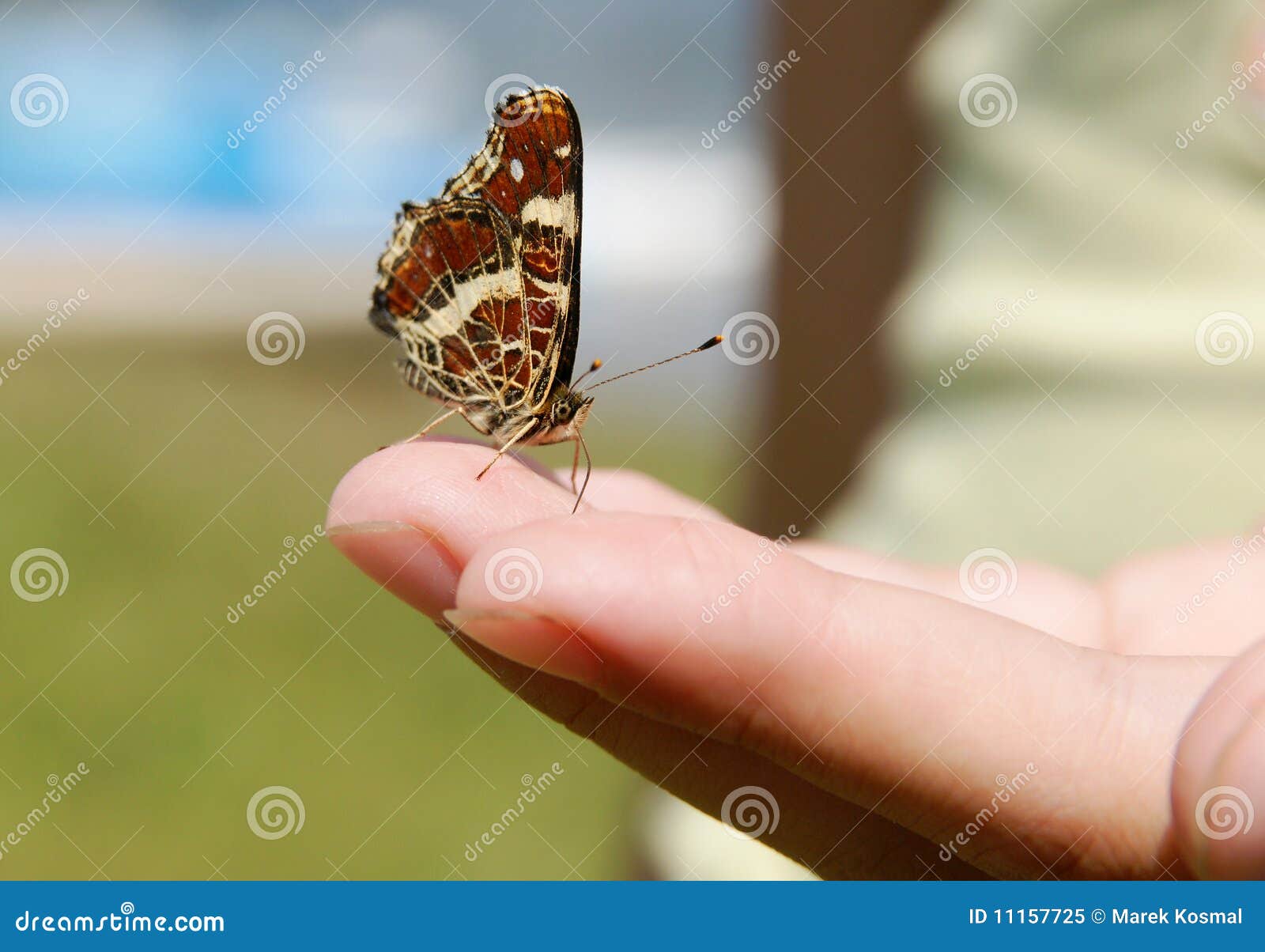 Butterfly on a hand stock image. Image of beatiful, colorful - 11157725