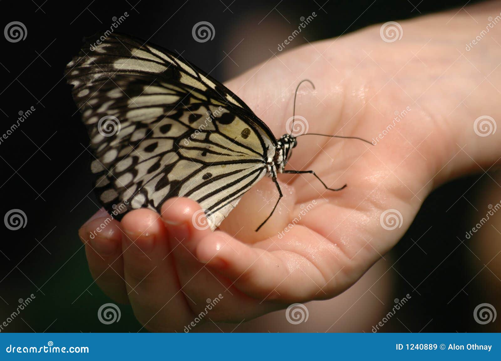 Butterfly on hand stock image. Image of nature, palm, looking - 1240889