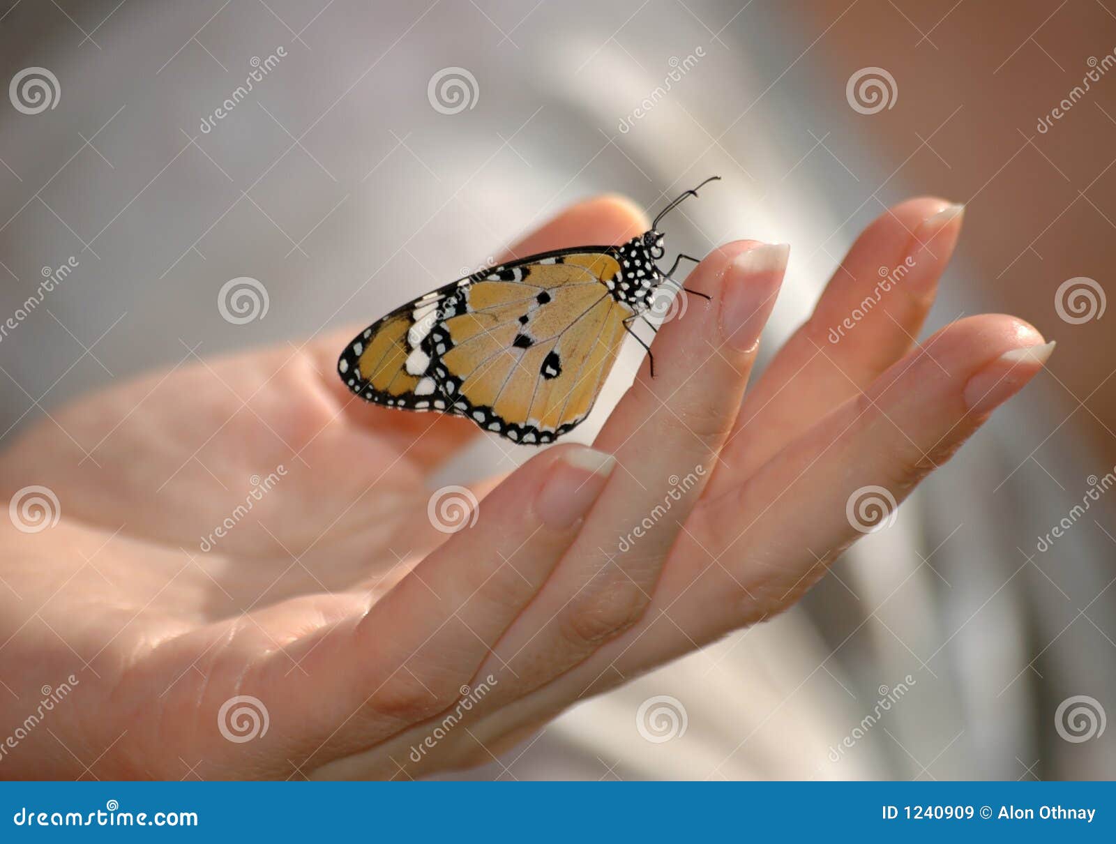 Butterfly on hand stock image. Image of gentle, colorful - 1240909