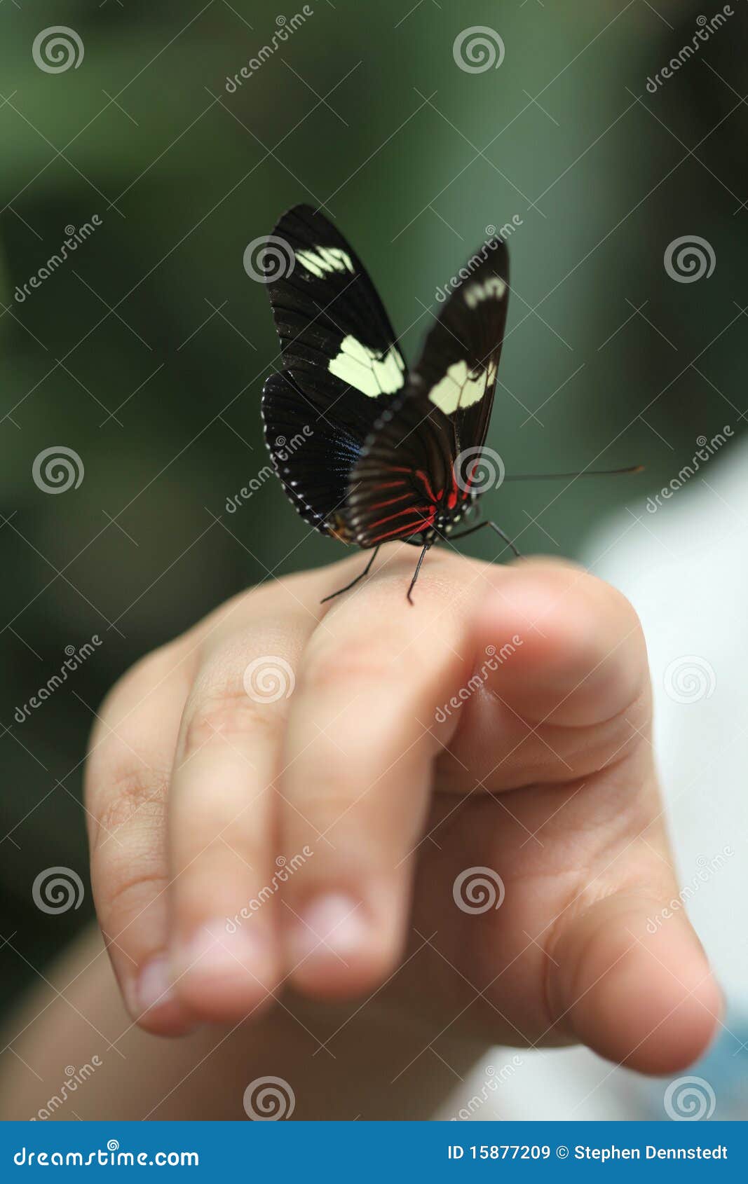 Butterfly in Hand stock image. Image of colorful, blossom - 15877209