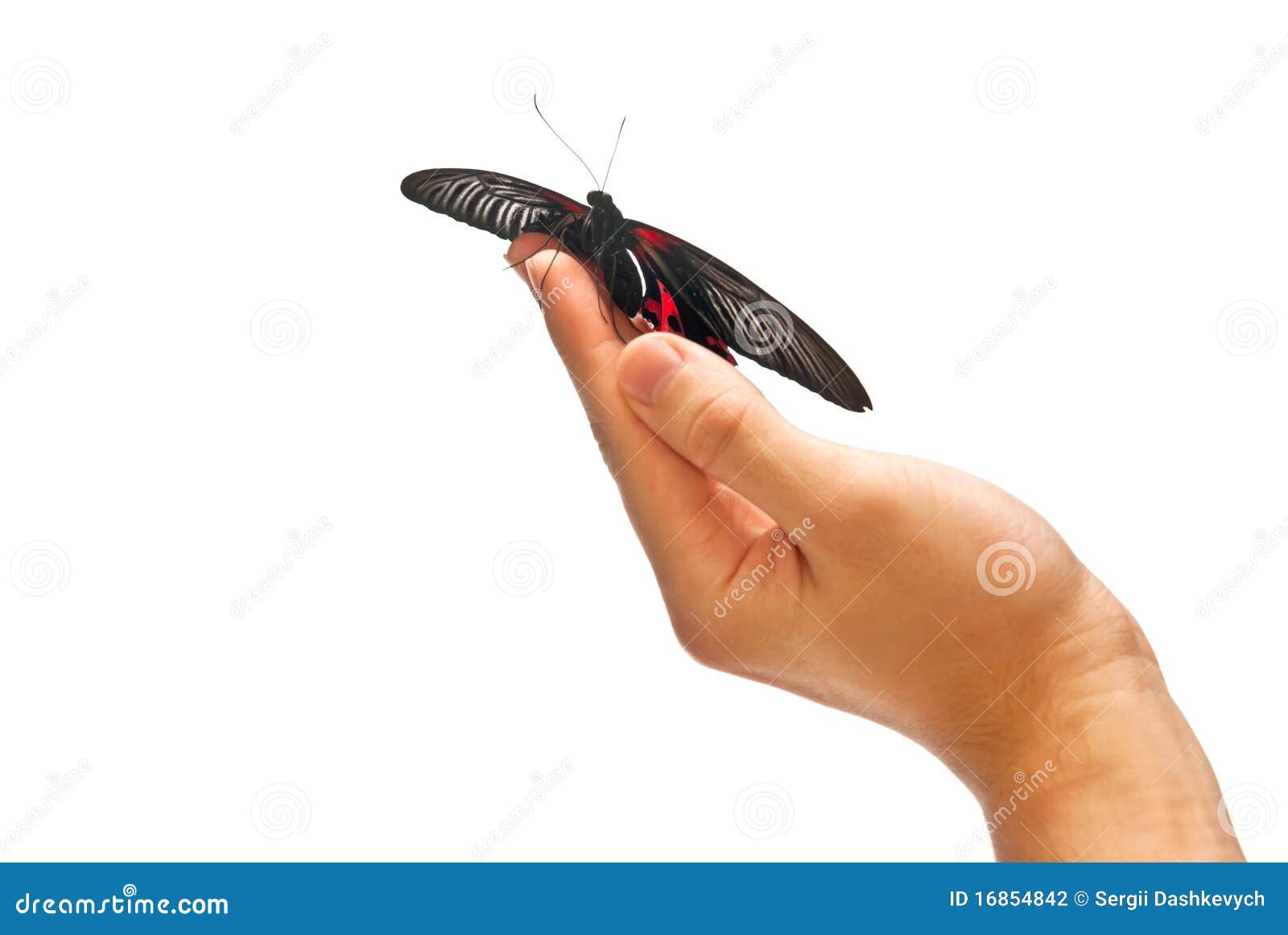 Butterfly on hand stock photo. Image of happiness, insect - 16854842
