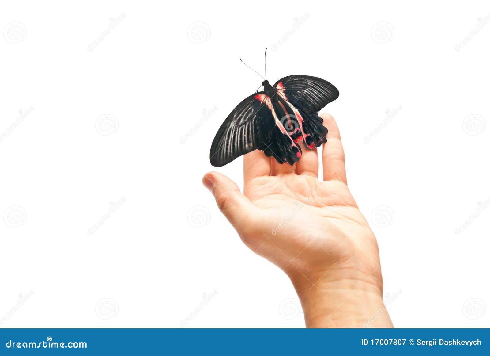 Butterfly on hand stock image. Image of isolated, hand - 17007807