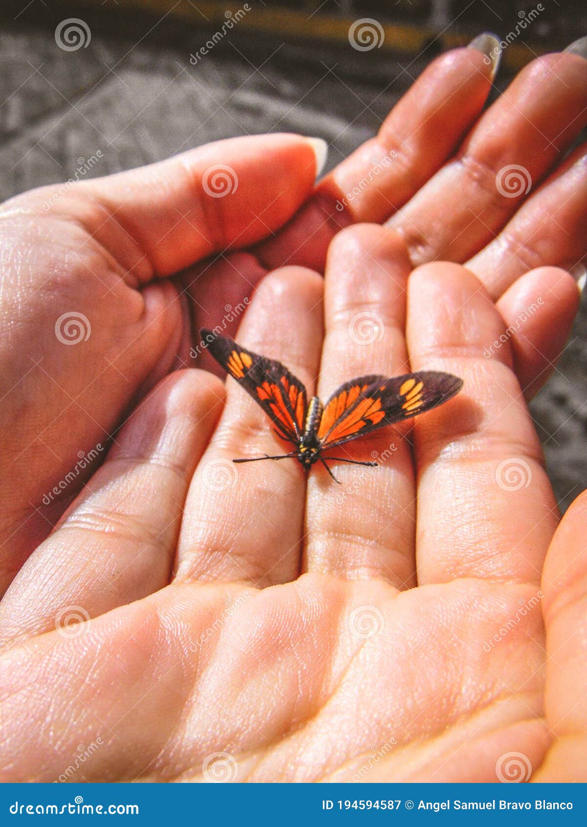 Butterfly in hand stock image. Image of buttlerfly, nail - 194594587