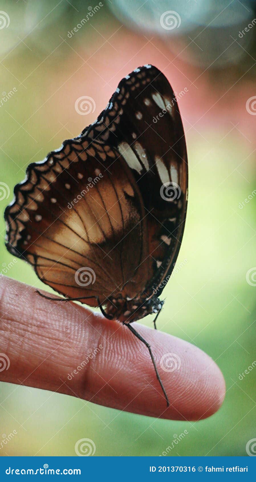 Butterfly in hand stock photo. Image of nature, butterl - 201370316