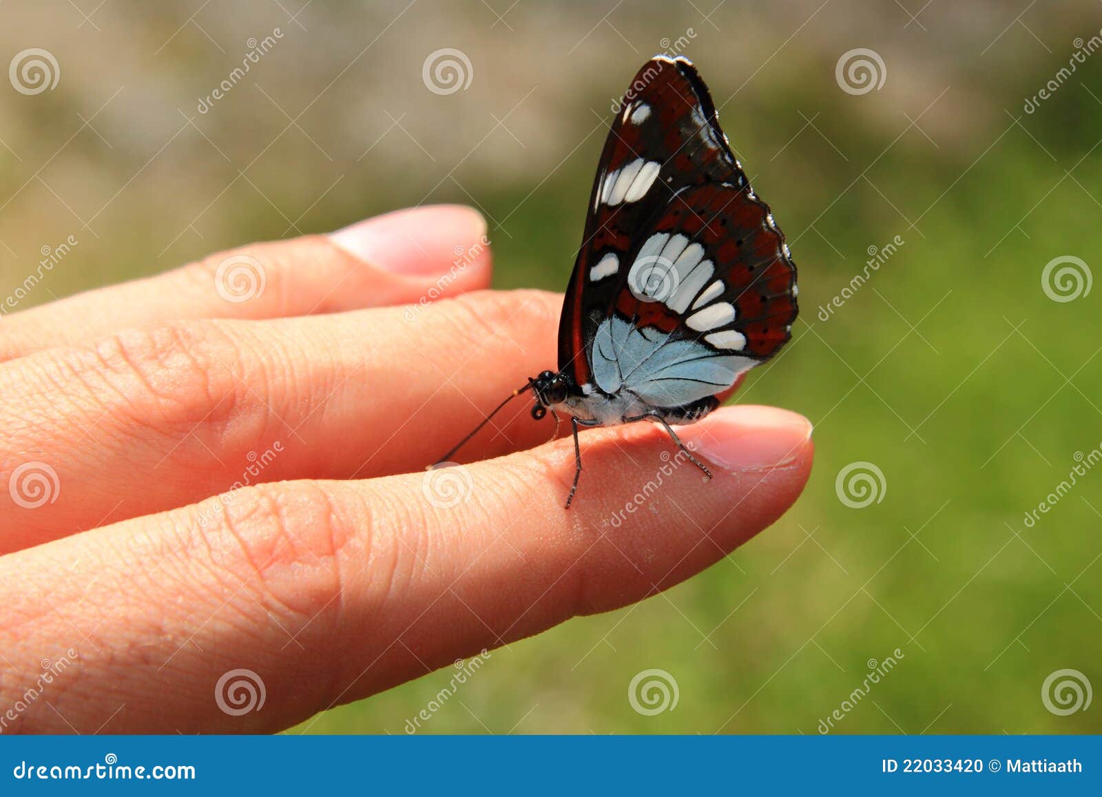 Butterfly on hand stock photo. Image of hand, friendship - 22033420
