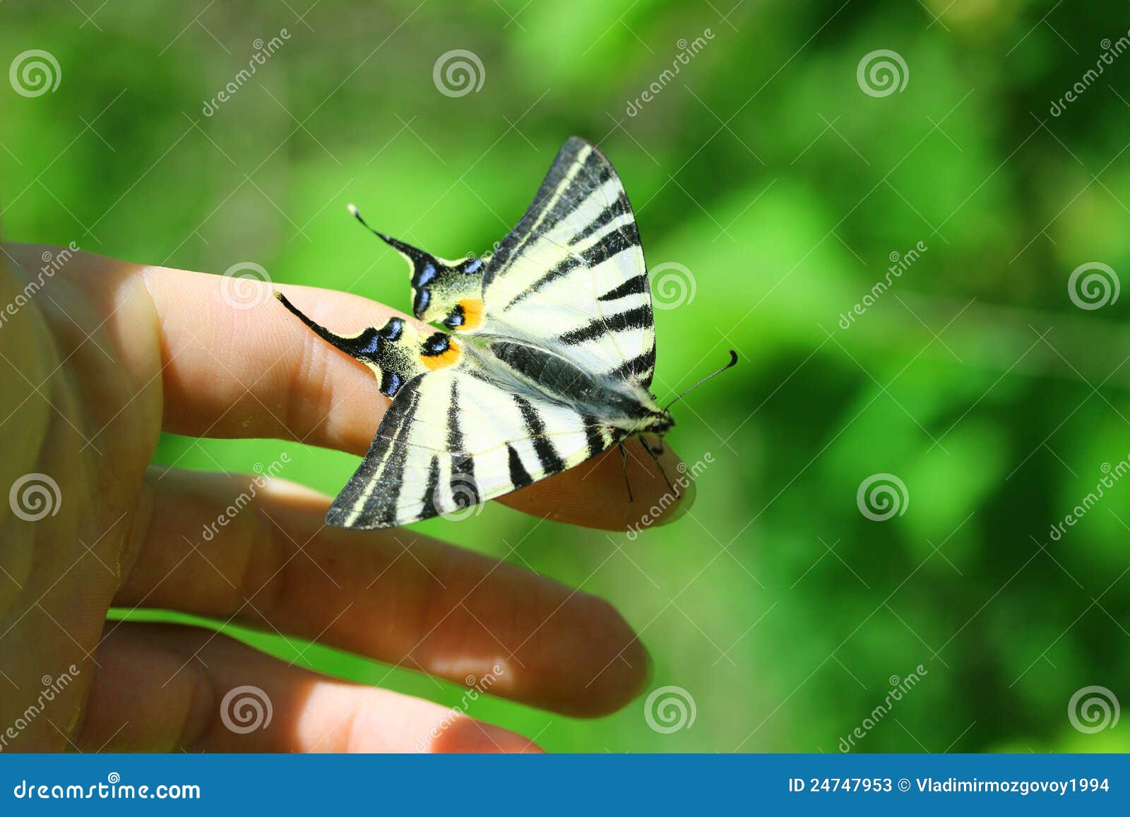 Butterfly on a hand stock image. Image of butterfly, green - 24747953