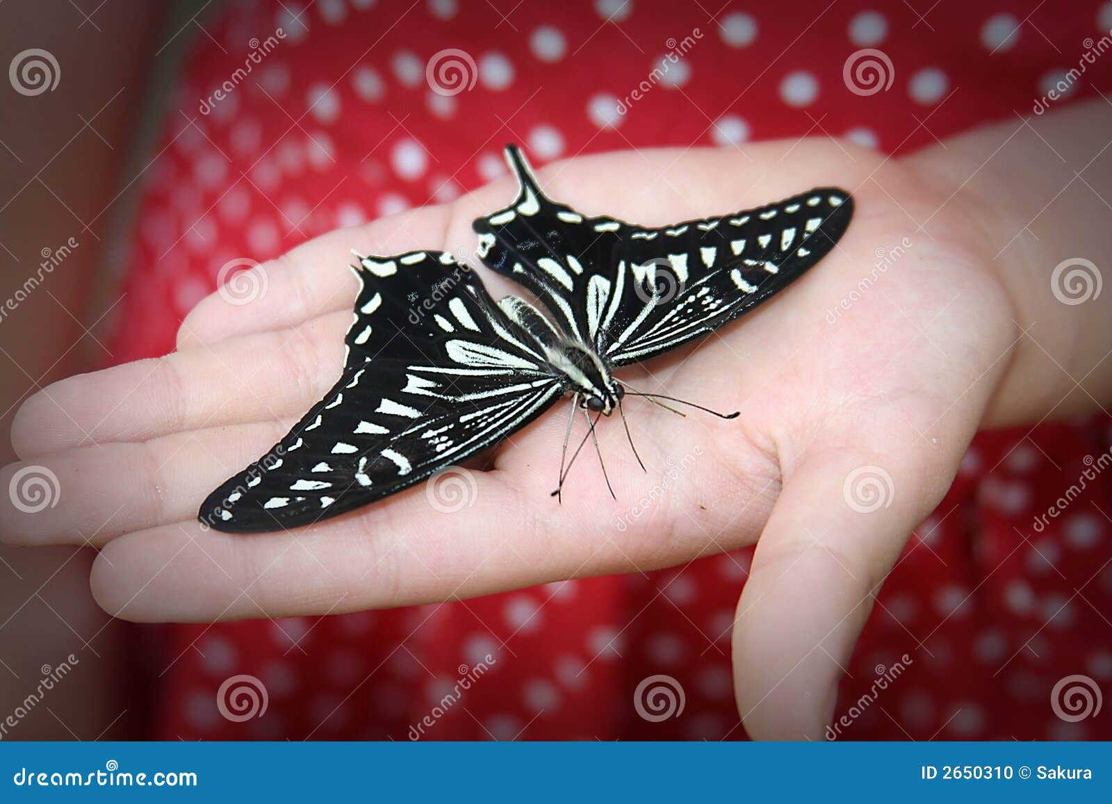 Butterfly on a Hand stock photo. Image of concepts, finger - 2650310
