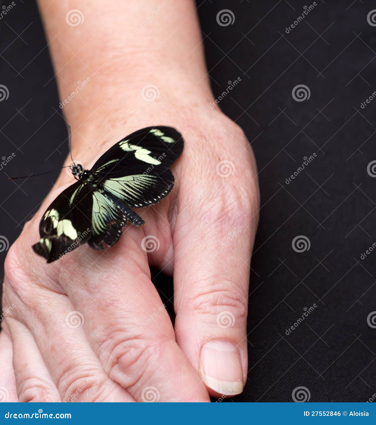 Butterfly on hand stock photo. Image of butterfly, flower - 27552846