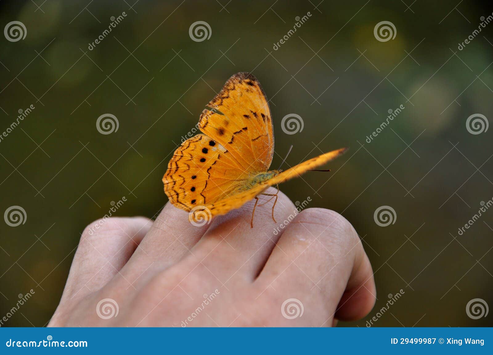 Butterfly on hand stock image. Image of color, conceptual - 29499987