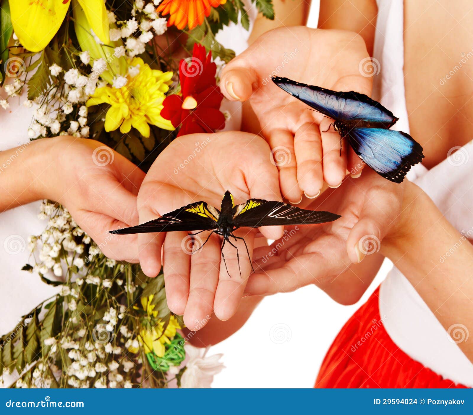 Butterfly on hand. stock photo. Image of season, nature - 29594024