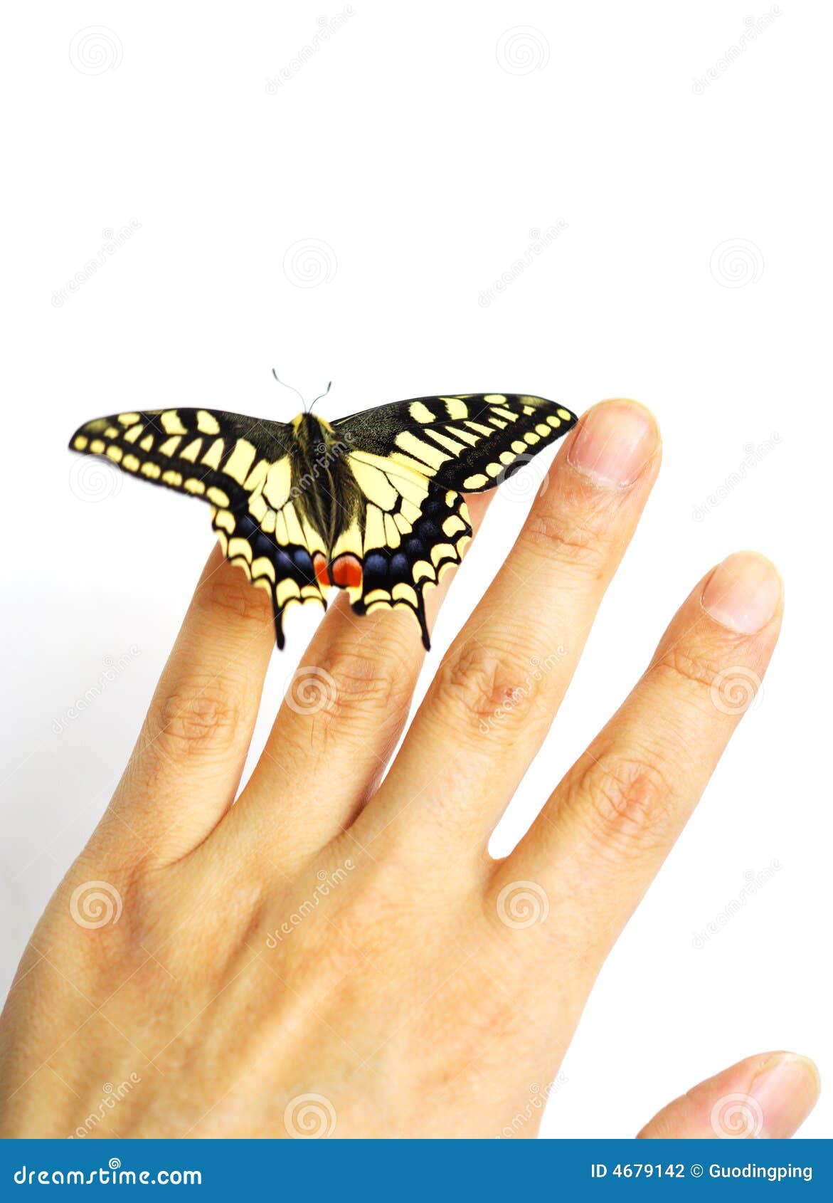 Butterfly on hand stock photo. Image of nature, close - 4679142