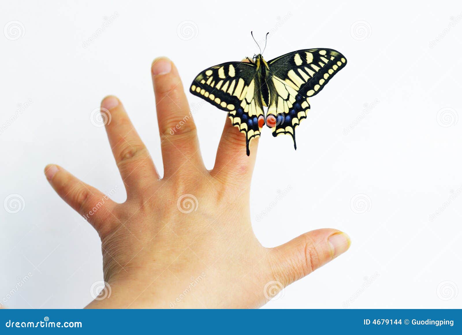 Butterfly and hand stock photo. Image of finger, unique - 4679144