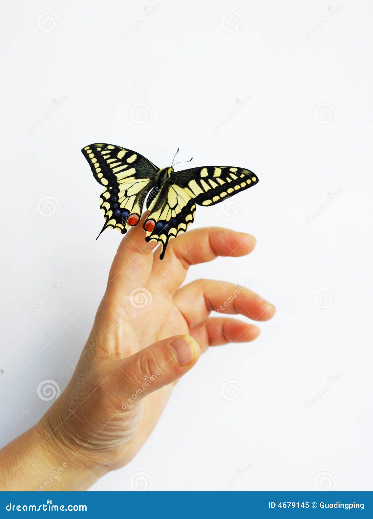 Butterfly and hand stock image. Image of pretty, white - 4679145