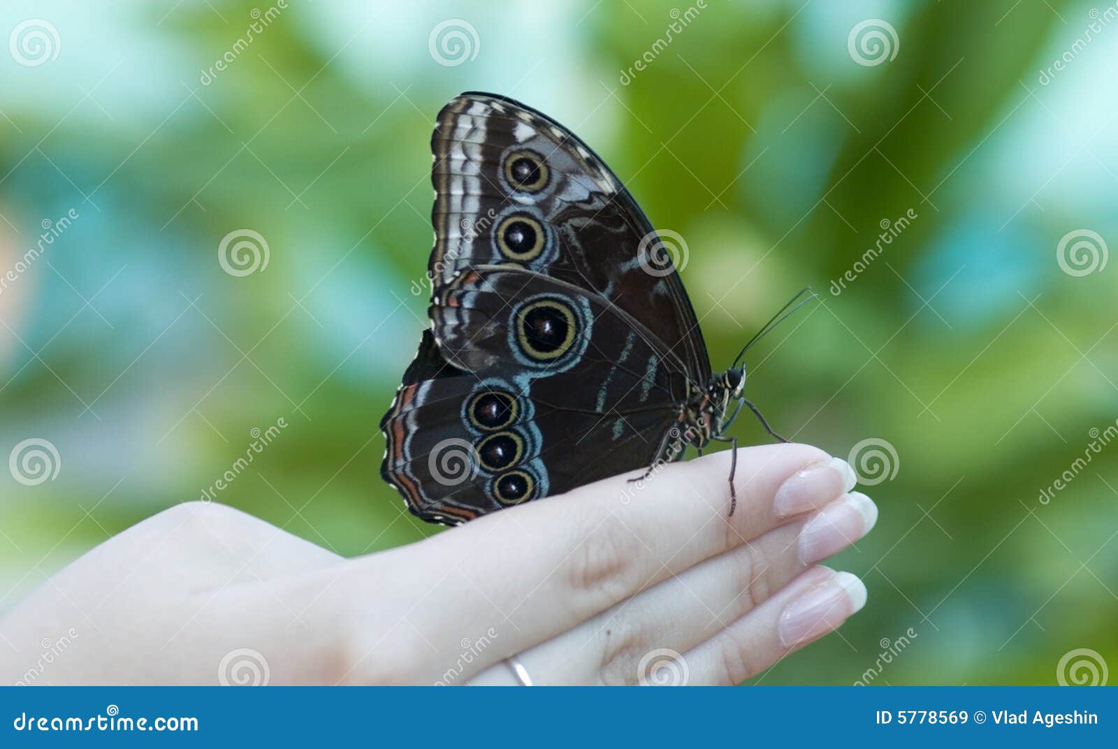 Butterfly on hand stock image. Image of single, tropical - 5778569