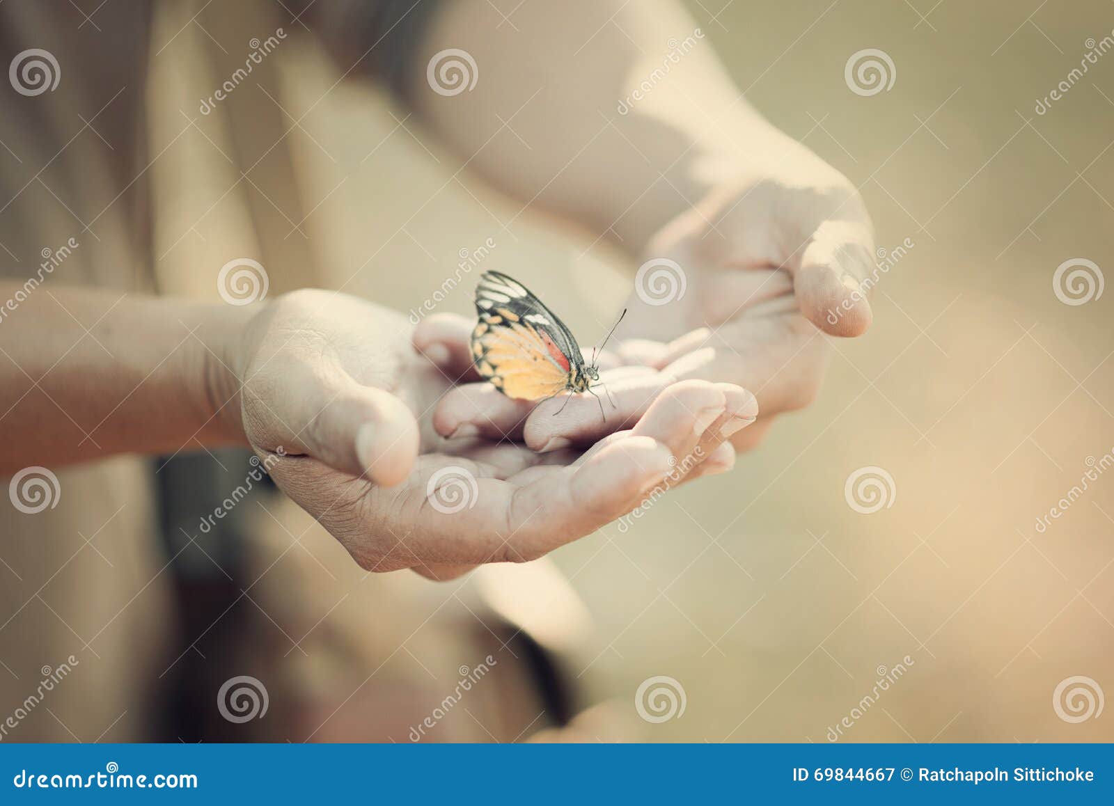 Butterfly in hand stock image. Image of hand, environmental - 69844667