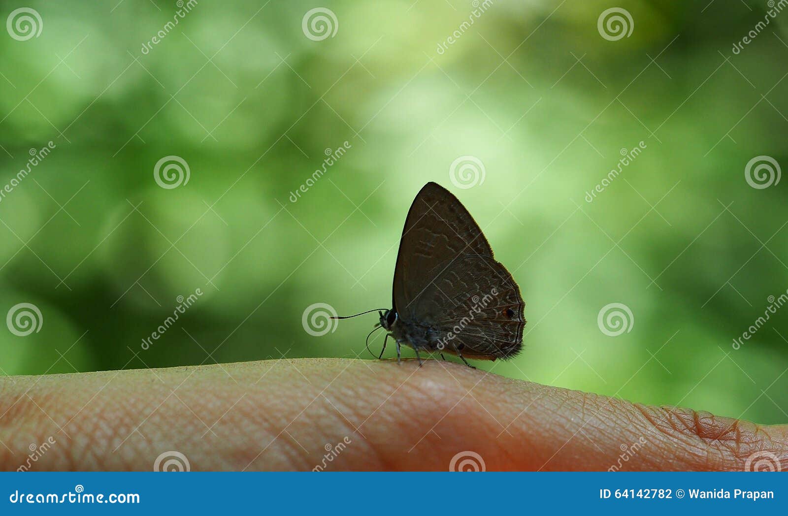 Butterfly on hand stock photo. Image of macro, natural - 64142782