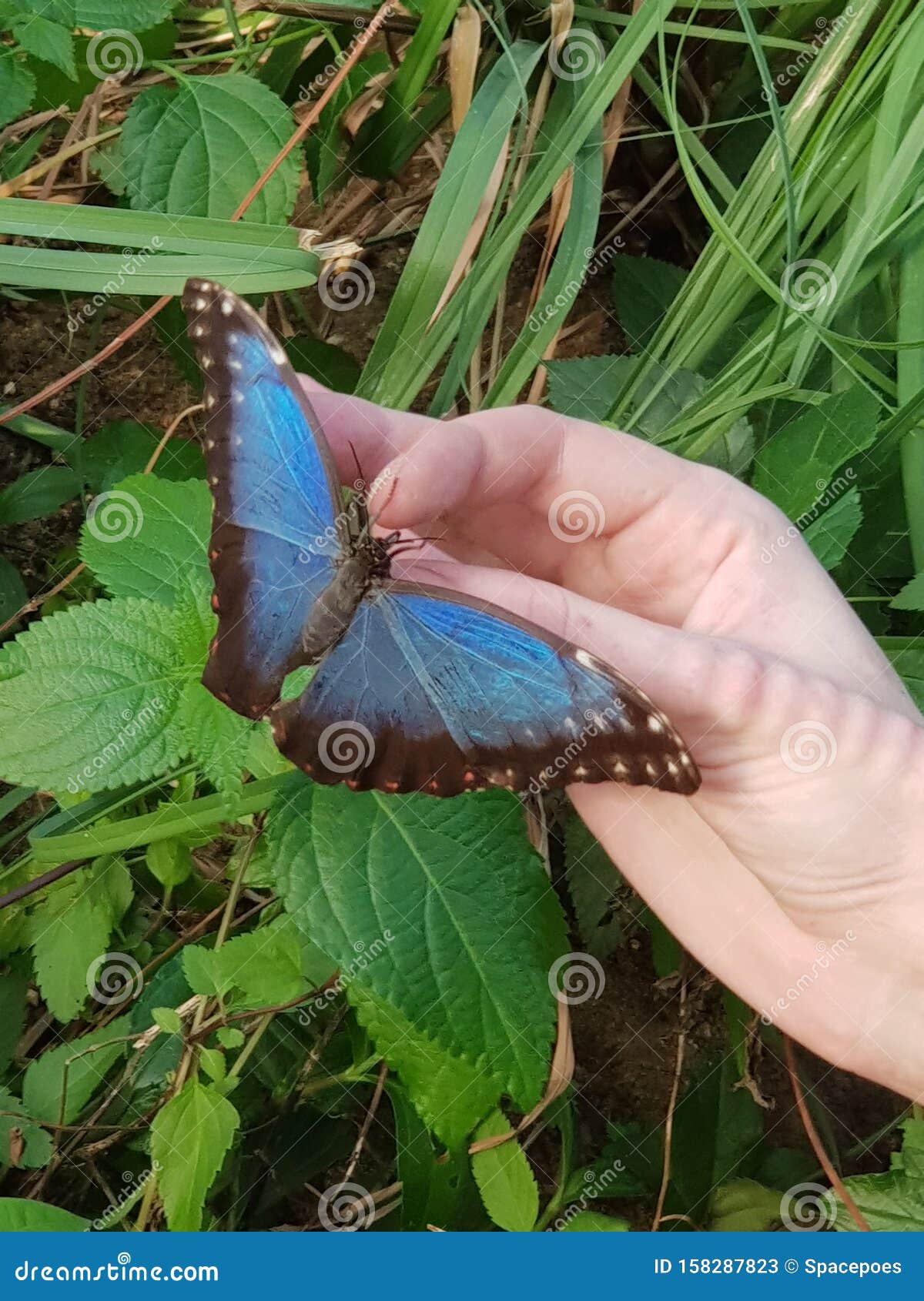 Butterfly on hand stock image. Image of butterfly, animal - 158287823