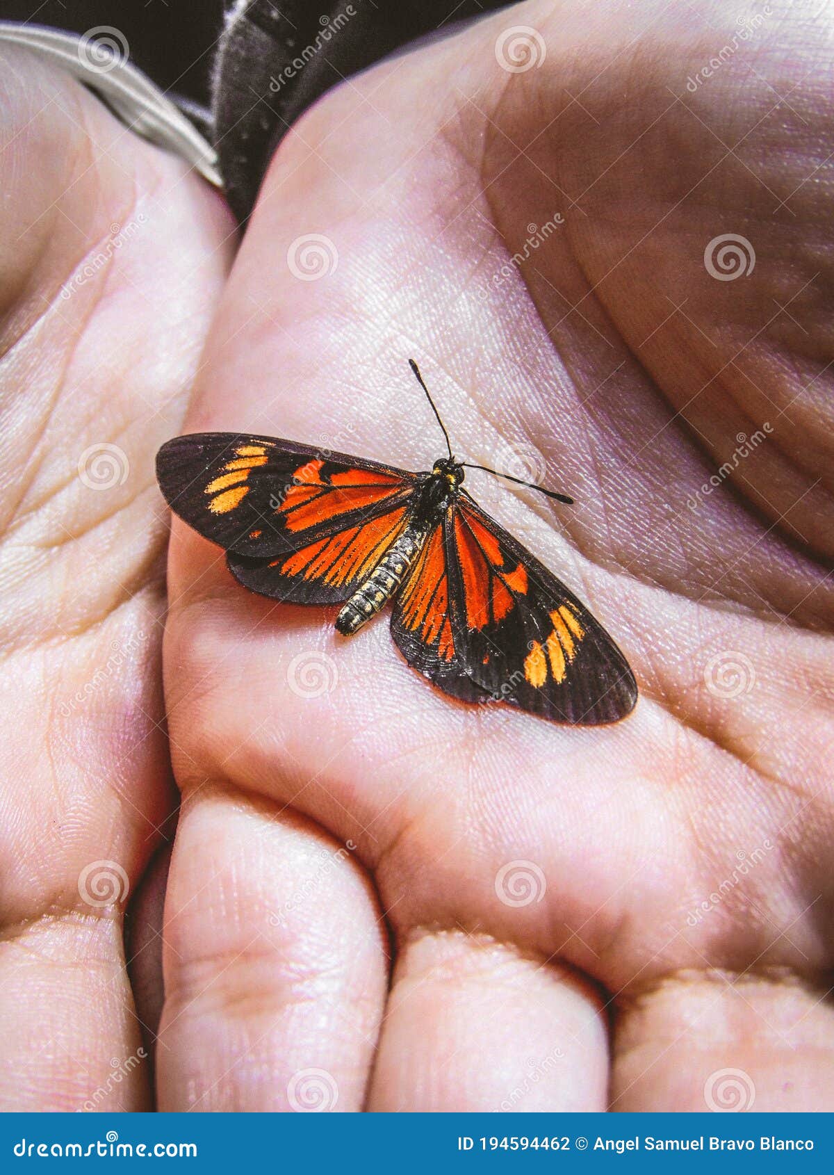 Butterfly in hand stock photo. Image of butterfly, wing - 194594462