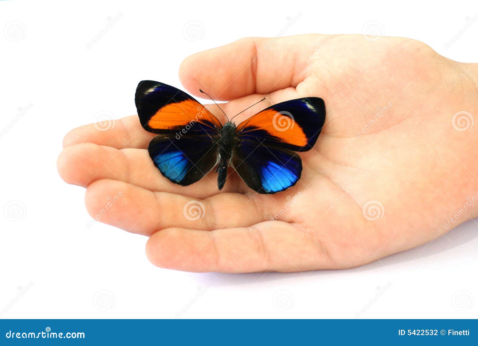 Butterfly in hand of child stock photo. Image of animal - 5422532
