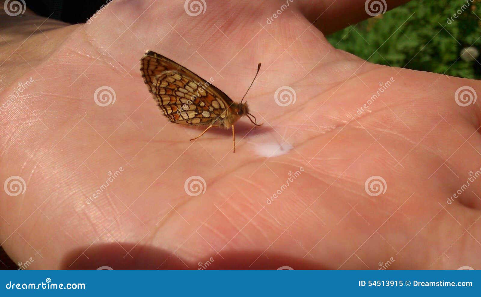 Butterfly stock image. Image of butterfly, hand, insect - 54513915