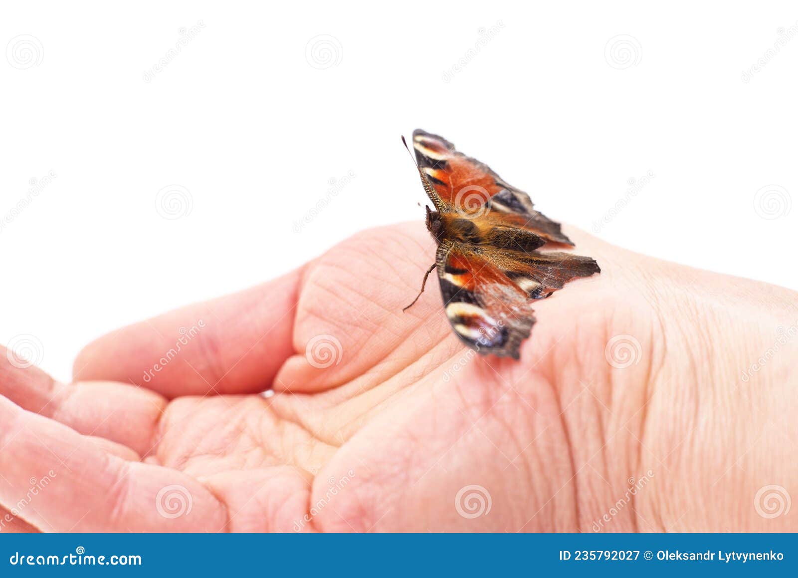Butterfly on hand stock image. Image of friendly, life - 235792027
