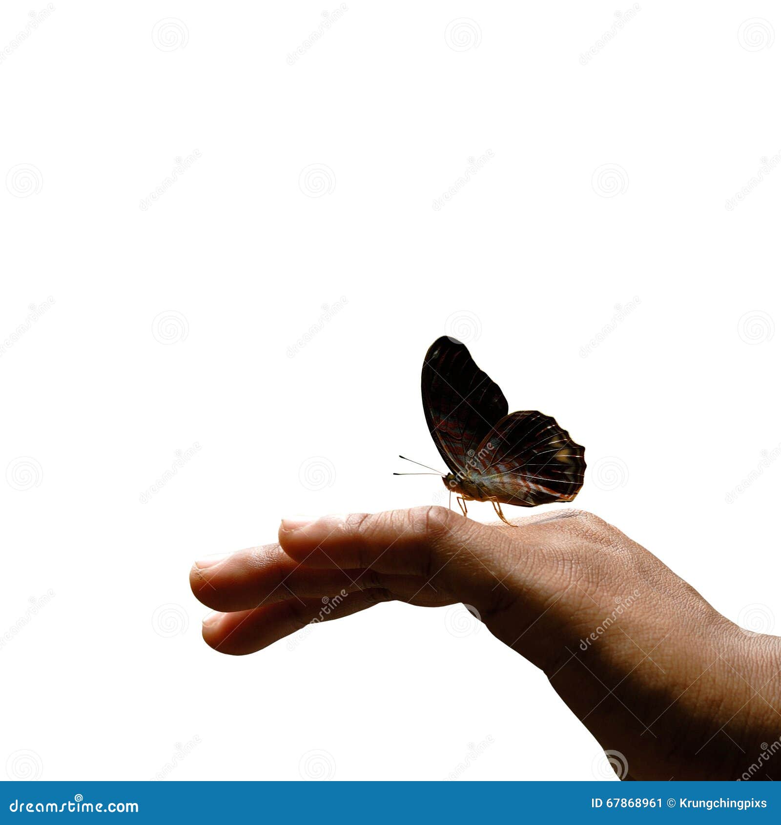 Butterfly Hand Images - Download 10,592 Royalty Free Photos - Page 5