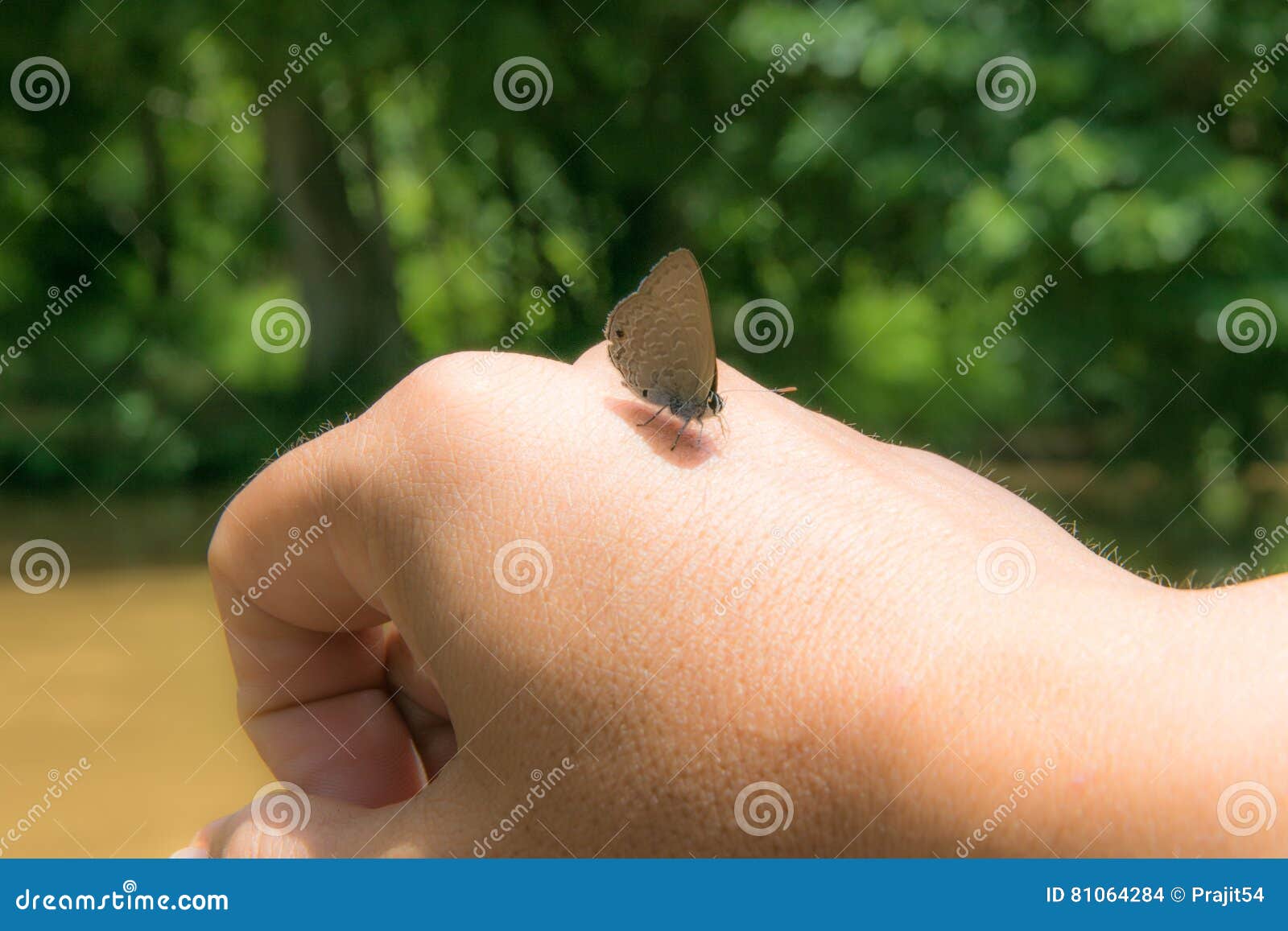 Butterfly on hand stock photo. Image of natural, butterfly - 81064284