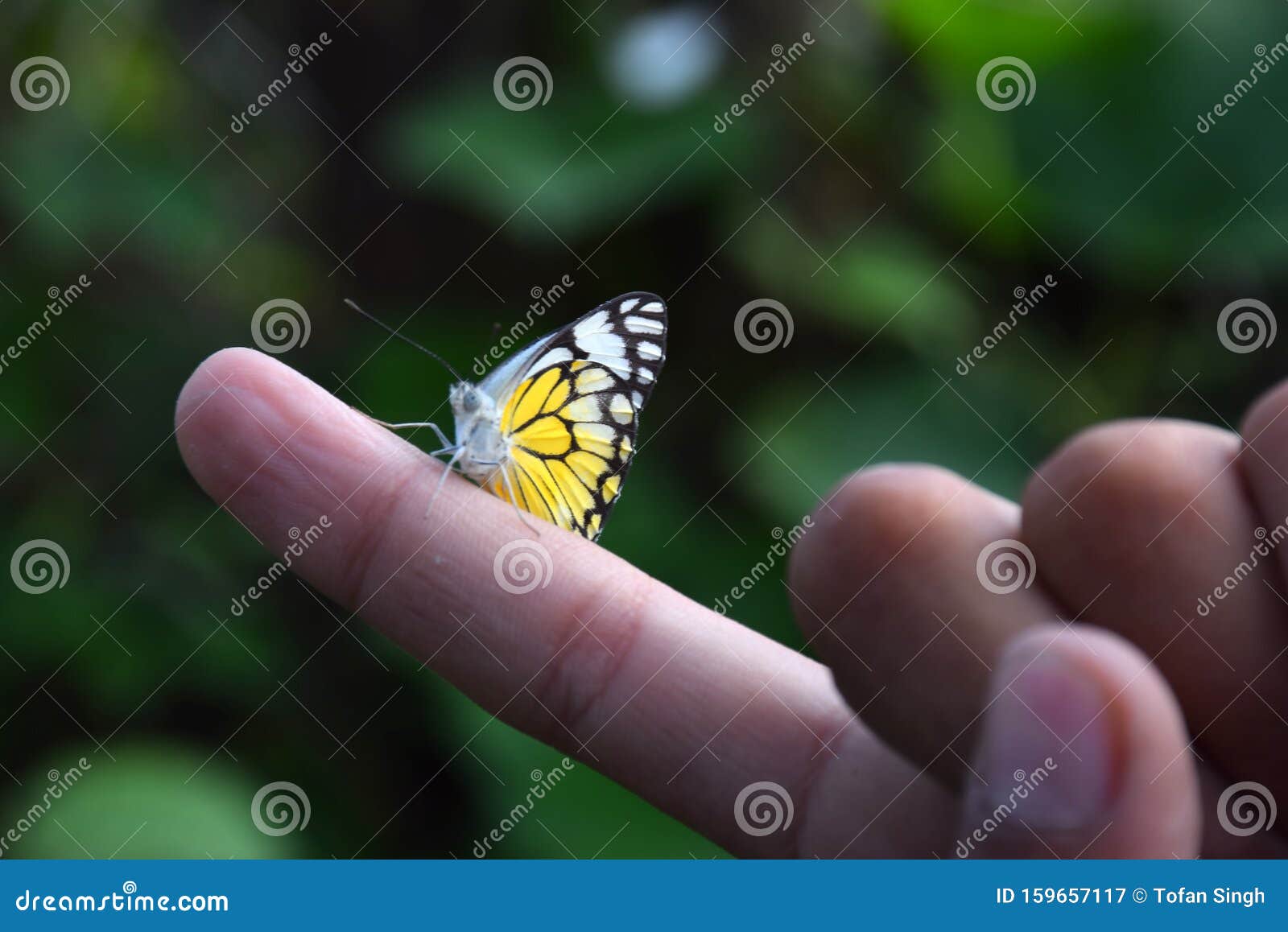 Butterfly on Hand in Jungle Stock Image - Image of lawn, grass: 159657117