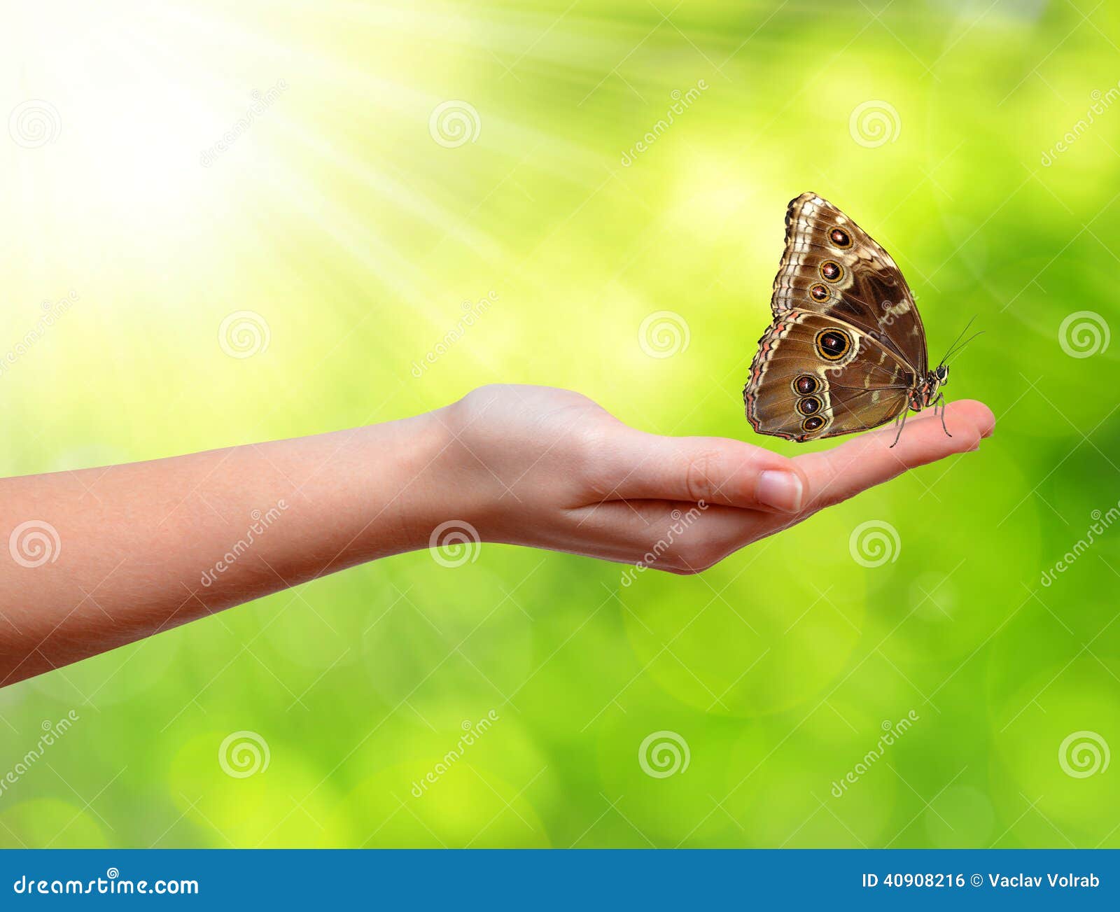 221 Morpho Butterfly Hand Stock Photos - Free & Royalty-Free Stock ...