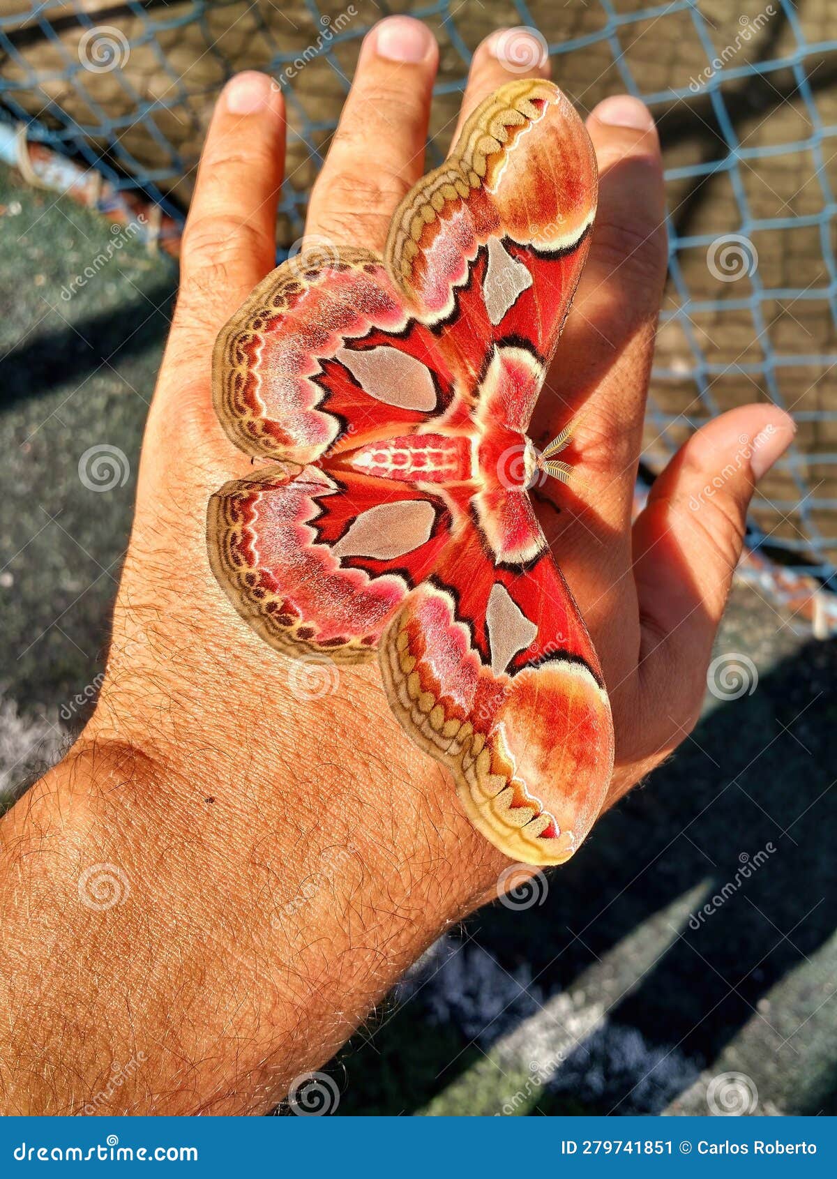 Butterfly in Hand in Nature Stock Image - Image of food, design: 279741851