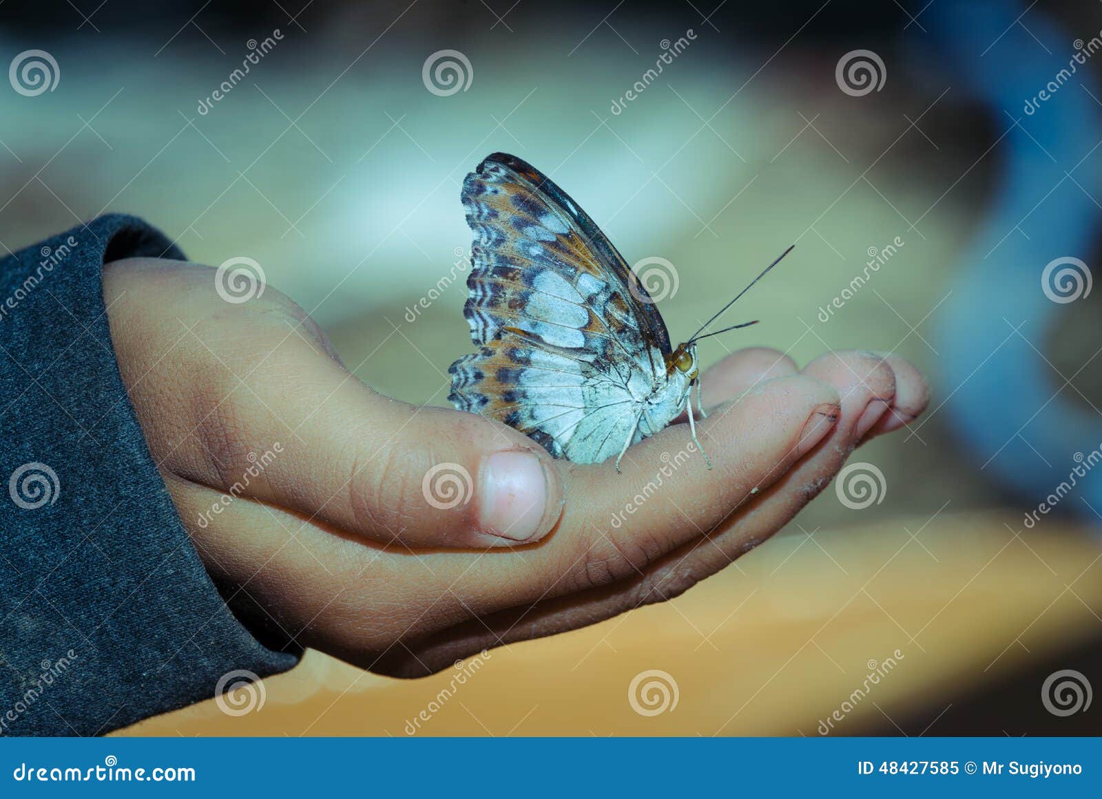 Butterfly on hand stock image. Image of insects, insect - 48427585