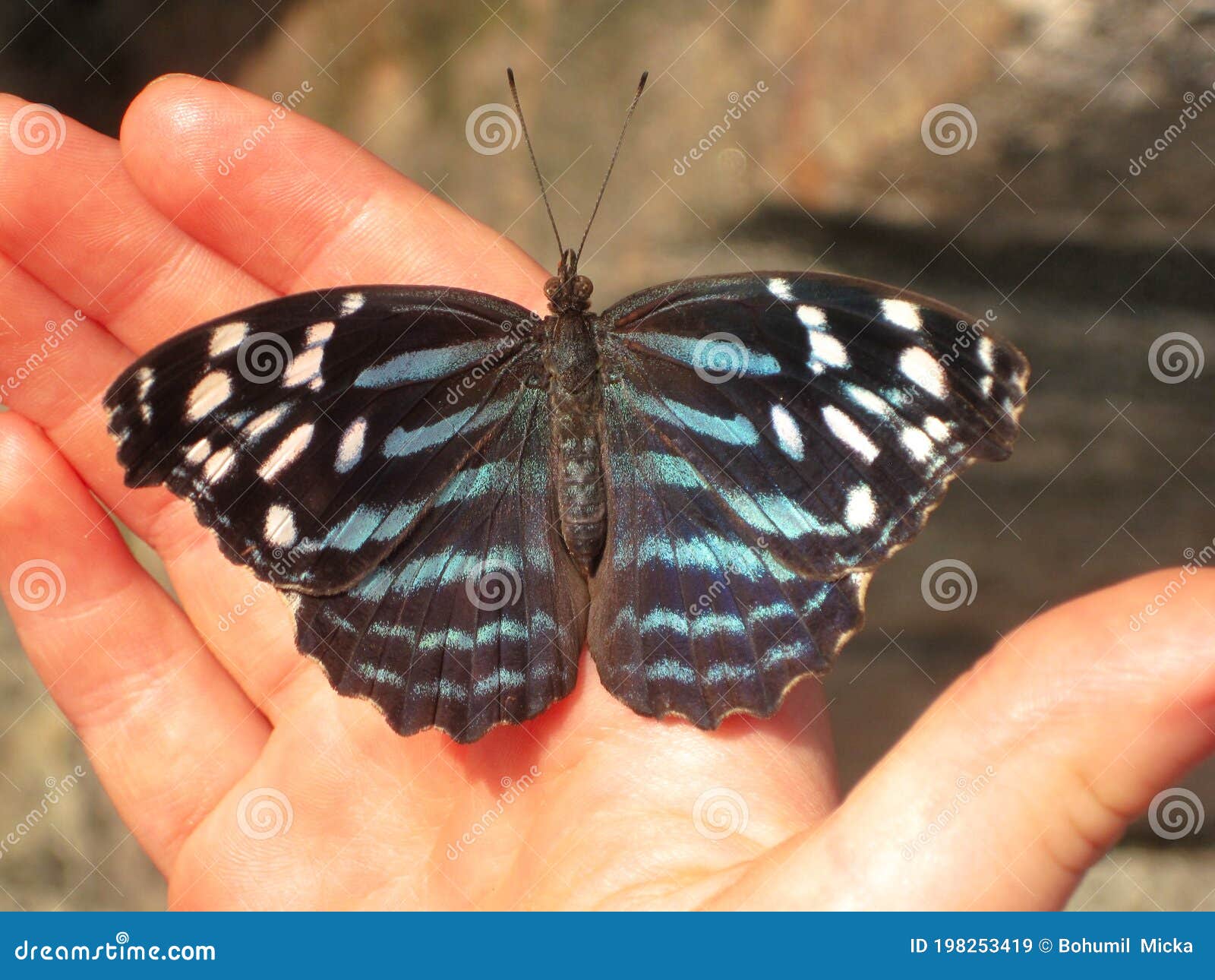 Butterfly on the hand stock image. Image of close, people - 198253419